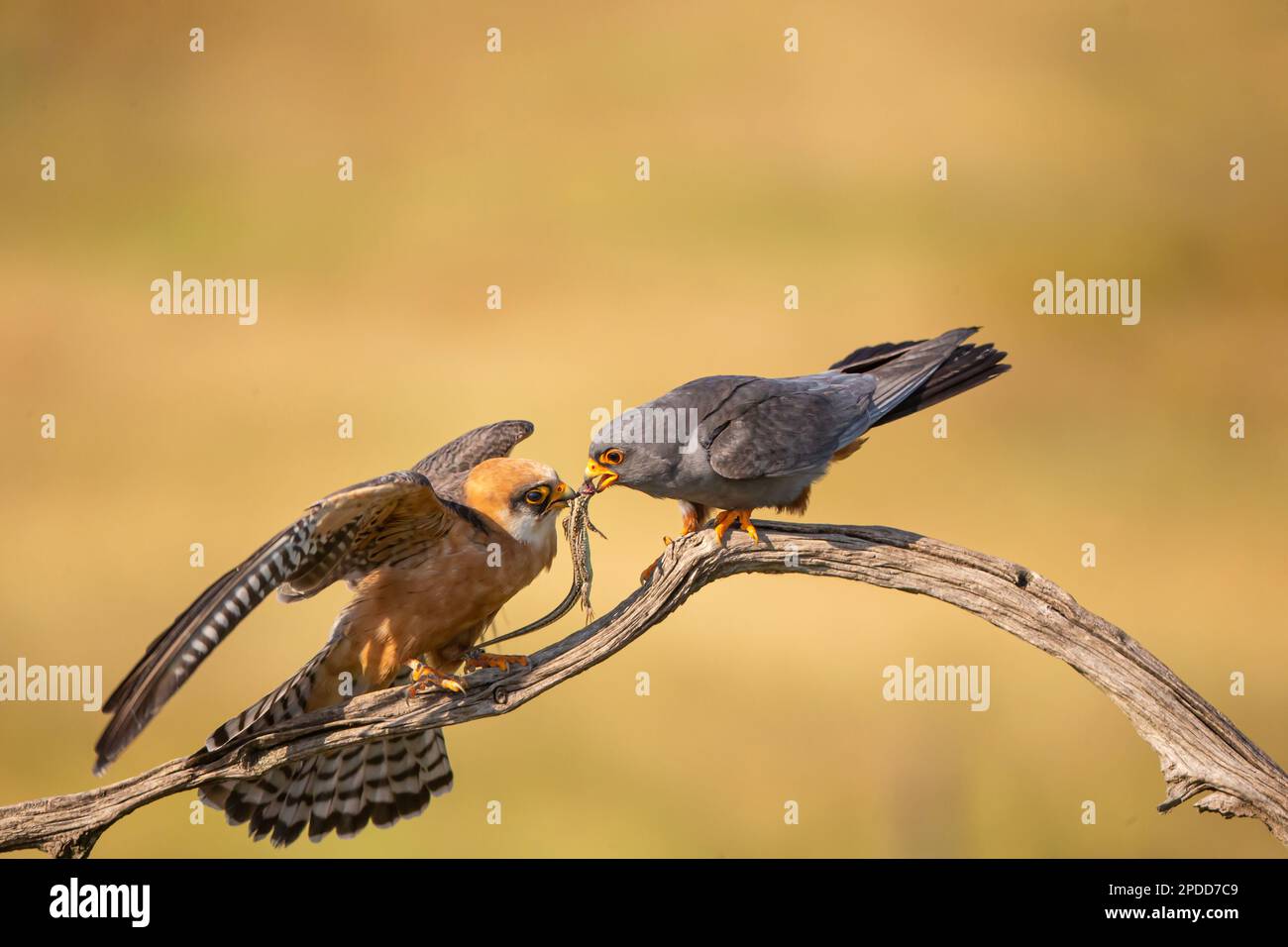 western red-footed falcon (Falco vespertinus), couple with a lizard as ...