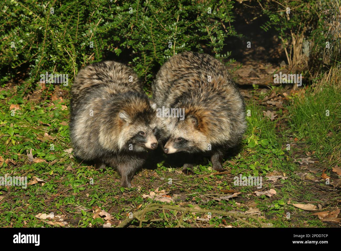 raccoon dog (Nyctereutes procyonoides), two racoon dogs in a meadow ...