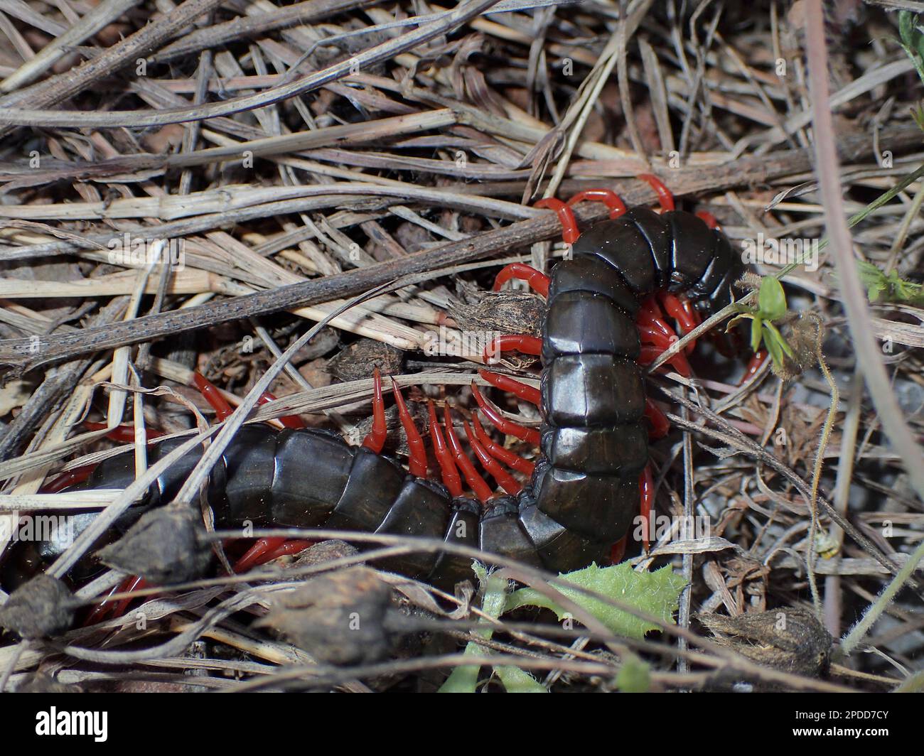 Southern girdled scolopendra (Scolopendra cingulata), on dried grass, dorsal view Stock Photo ...