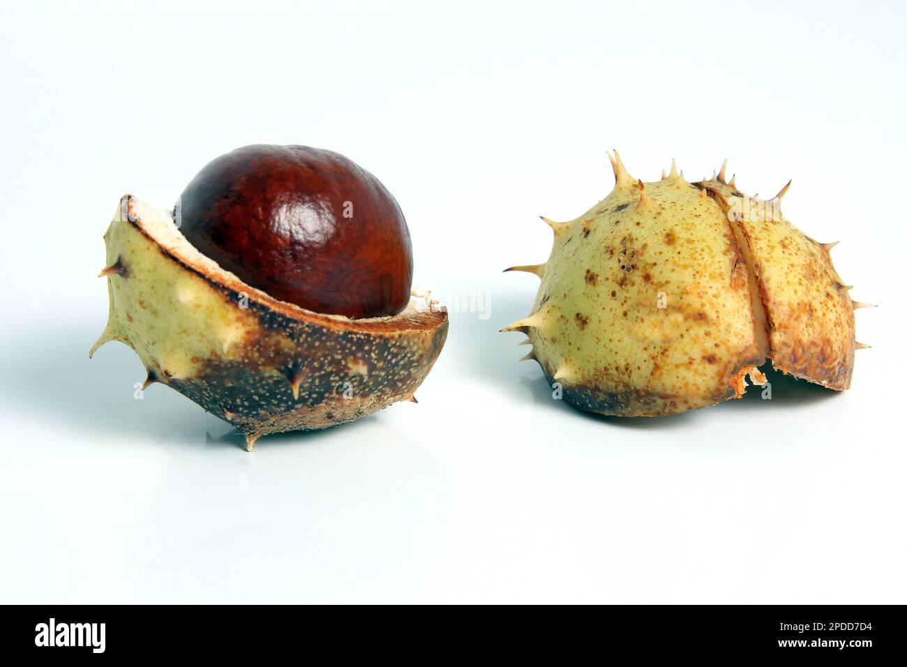 common horse chestnut (Aesculus hippocastanum), chestnut with husk ...