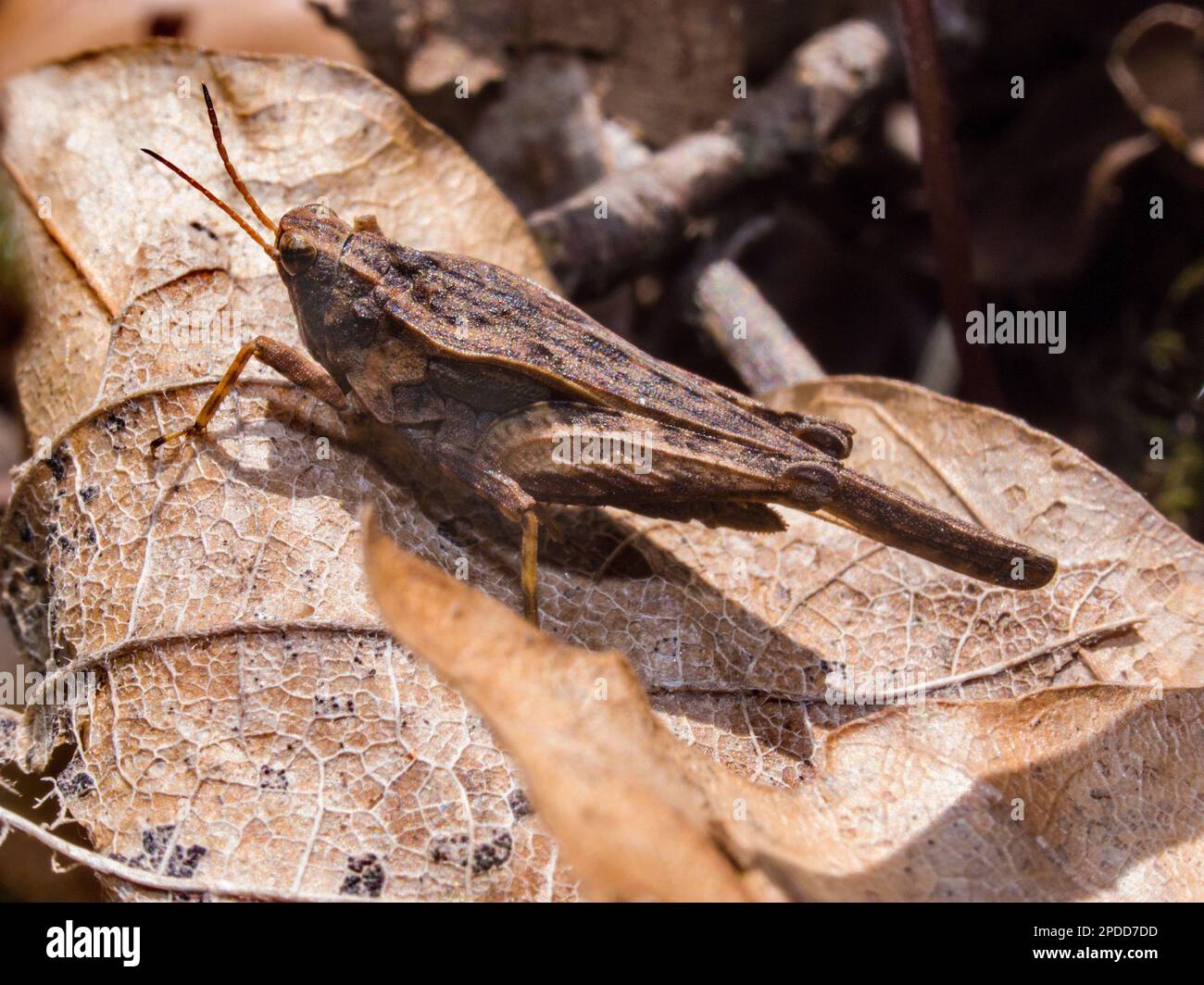 Slender groundhopper (Tetrix subulata, Tetrix subulatum, Acrydium ...