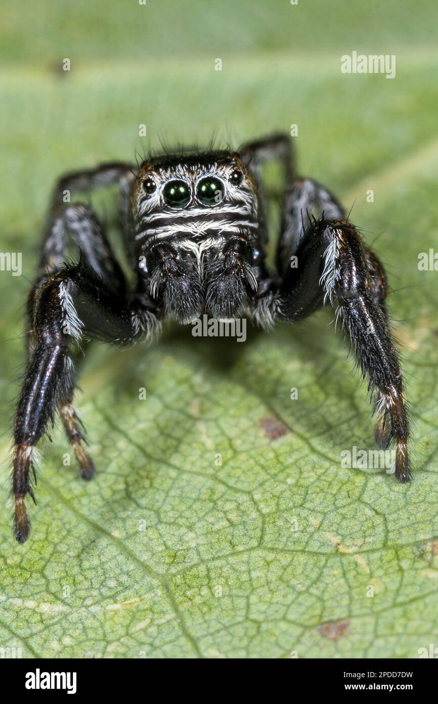 Jumping spider (Evarcha arcuata, Evarcha marcgravi), male, front view ...