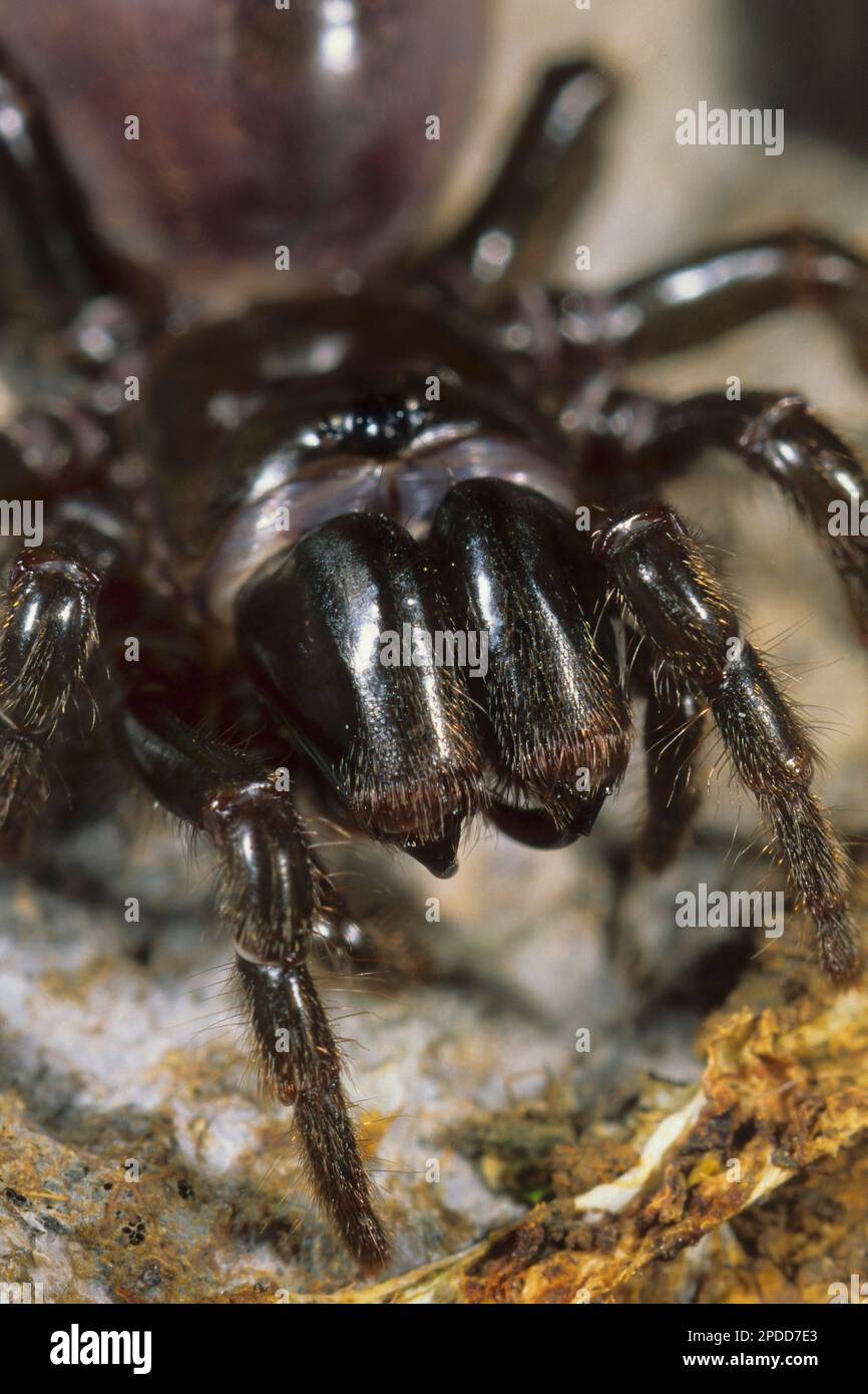 mygalomorph spider (Atypus piceus), portraet, pedipalps, Germany Stock ...