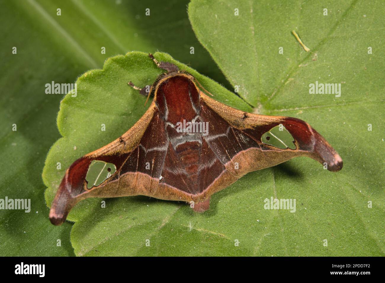 Angulate Batwing (Holocerina angulata, Holocerina guineensis), sitting ...