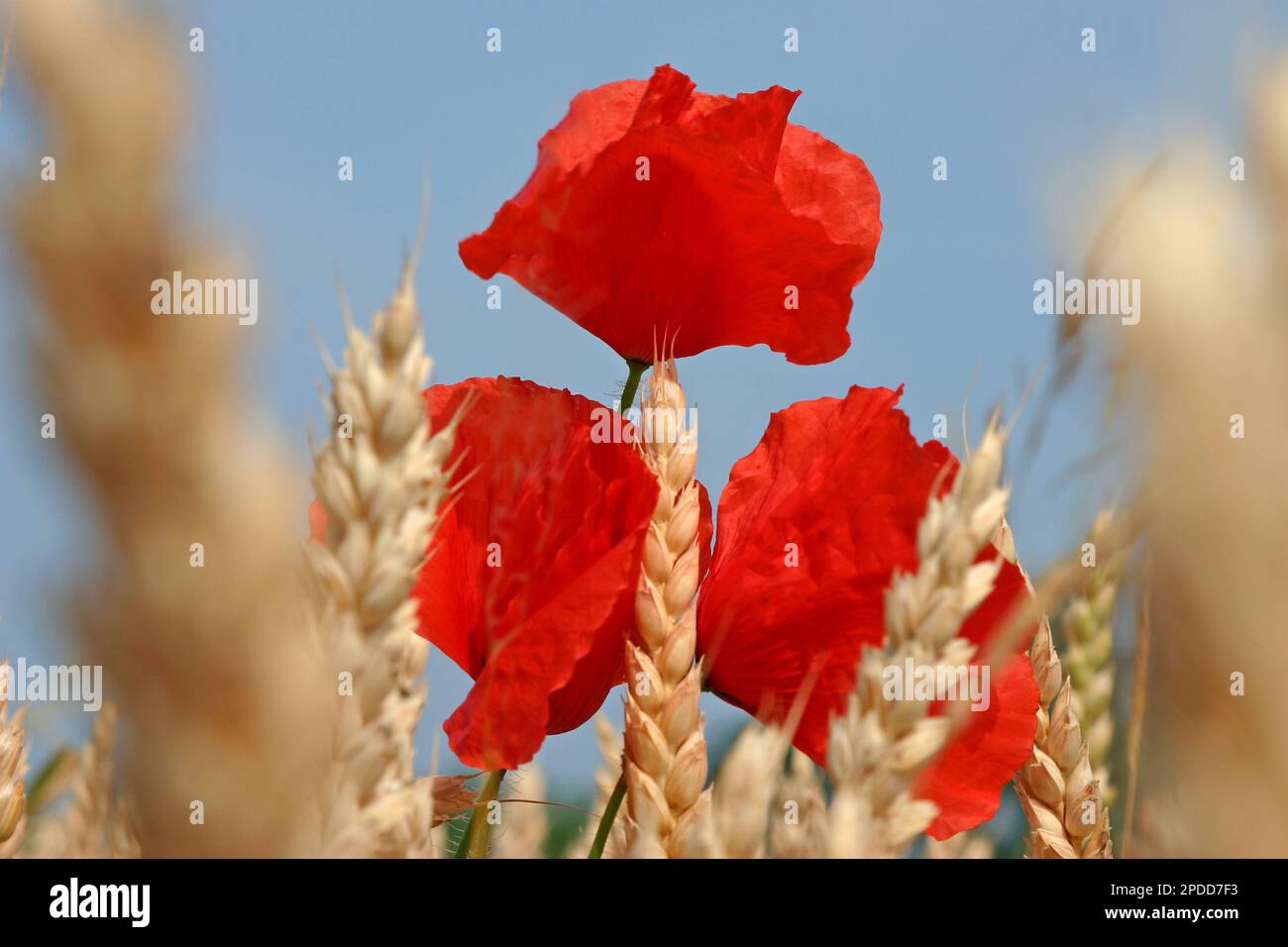Common poppy, Corn poppy, Red poppy (Papaver rhoeas), blooming in a ...
