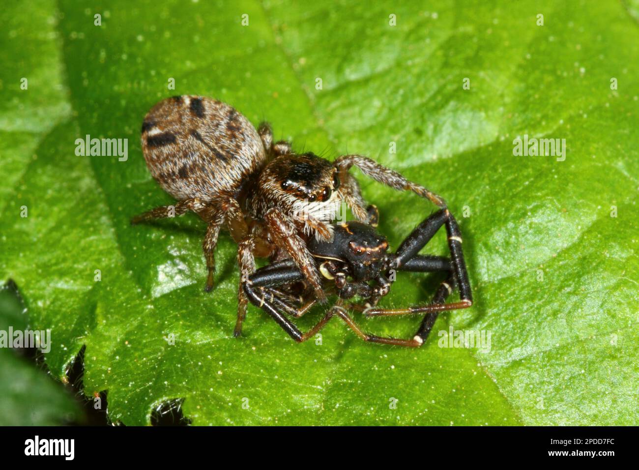 Jumping spider (Evarcha arcuata, Evarcha marcgravi), female with prey ...