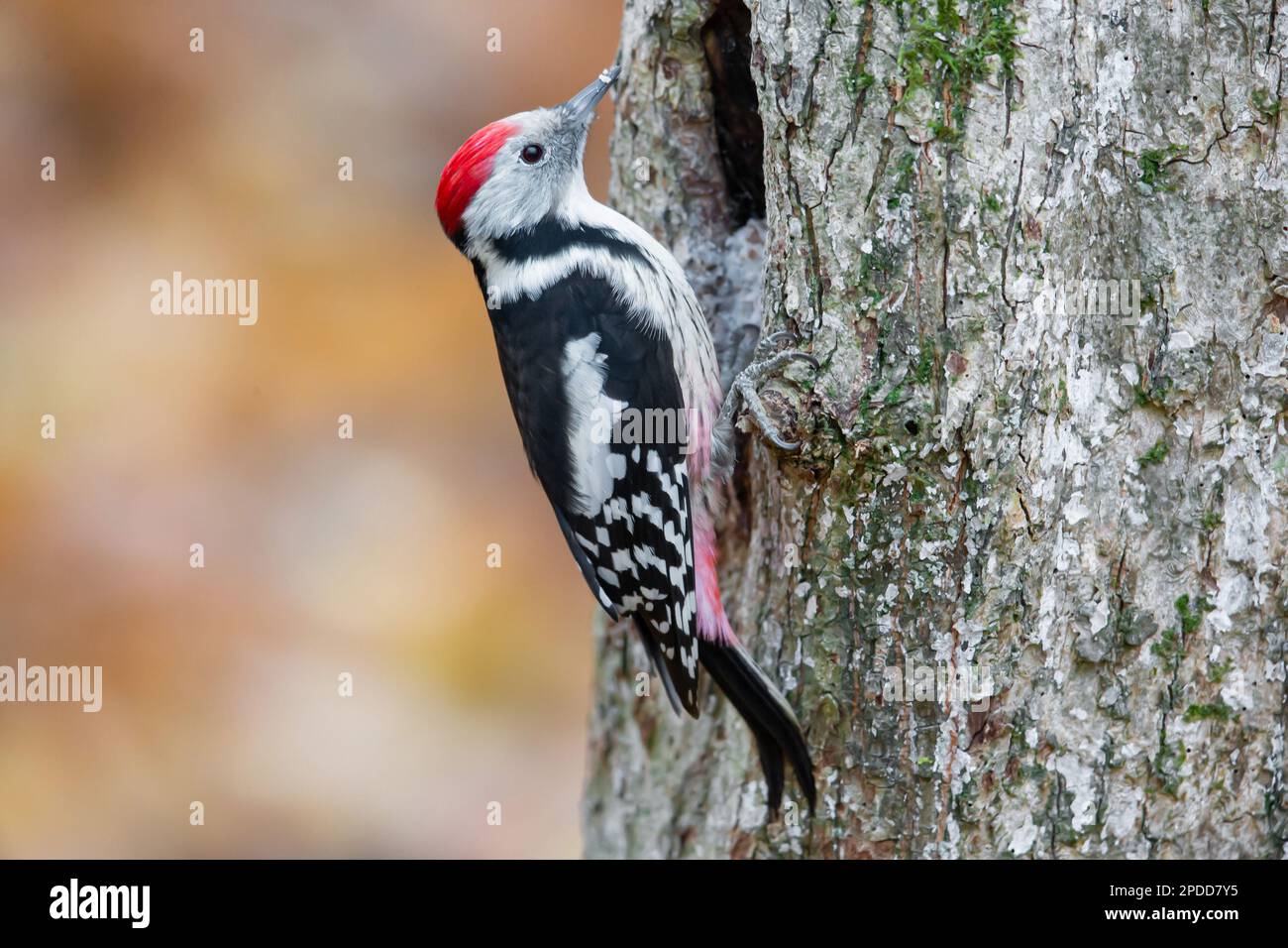middle spotted woodpecker (Picoides medius, Dendrocopos medius ...