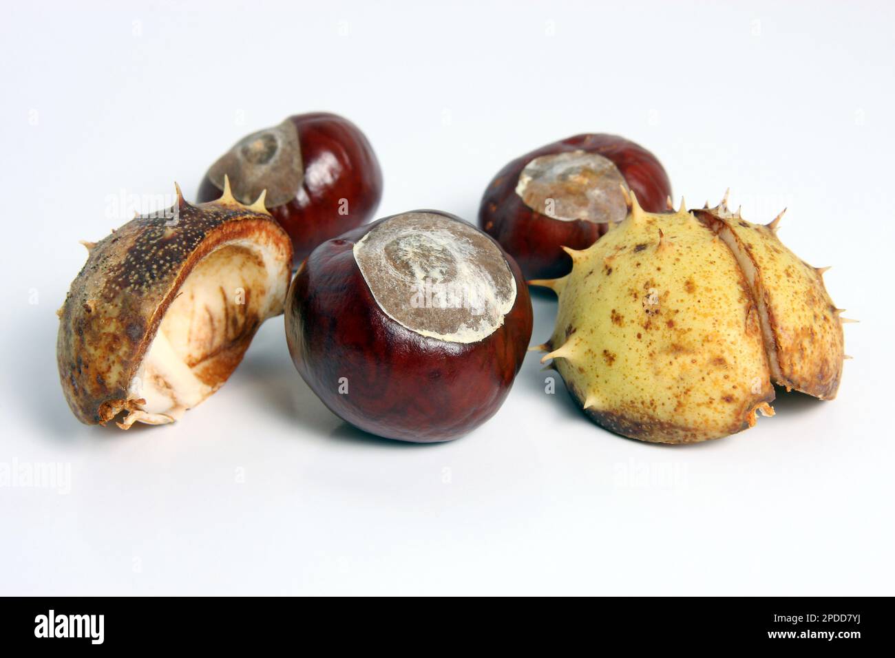 common horse chestnut (Aesculus hippocastanum), chestnuts with husk ...