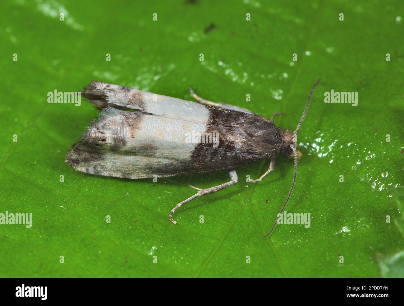 Tortrix moth (Notocelia cynosbatella), sitting on a leaf, side view ...