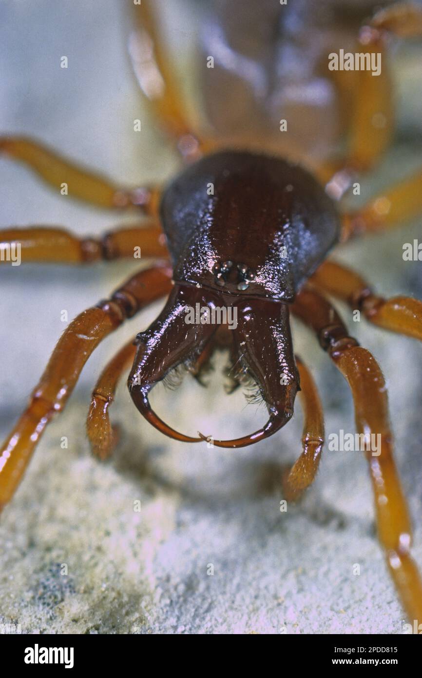 Woodlouse Spider (Dysdera erythrina), portrait, Germany Stock Photo - Alamy