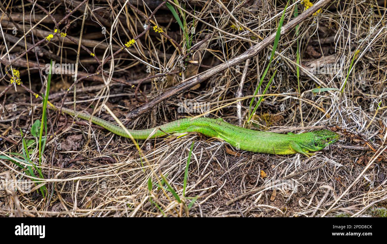 Western Green Lizard, European Green Lizard (Lacerta bilineata, Lacerta ...