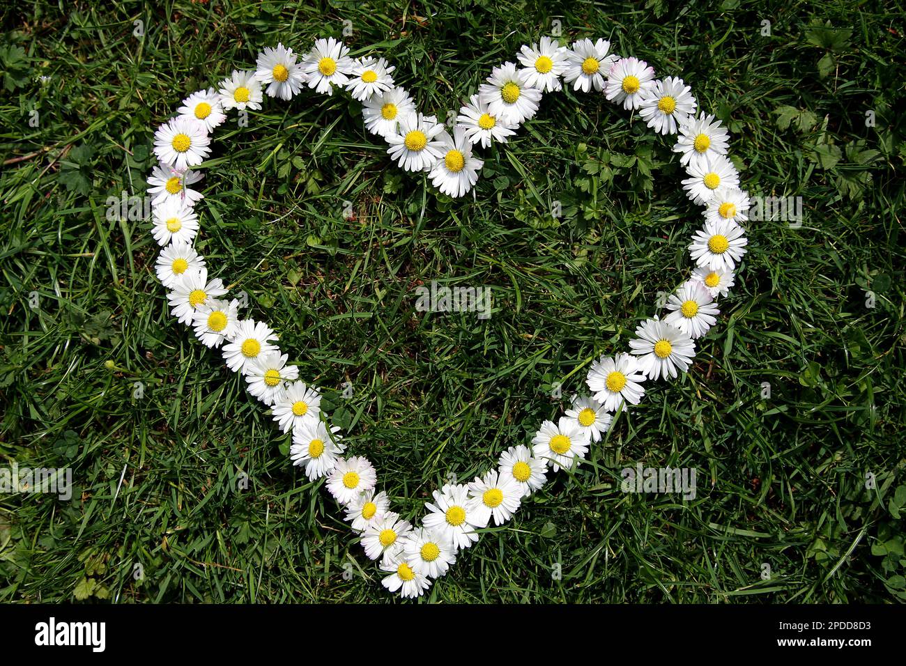 Images Of Daisy Flowers In Shape Of Heart