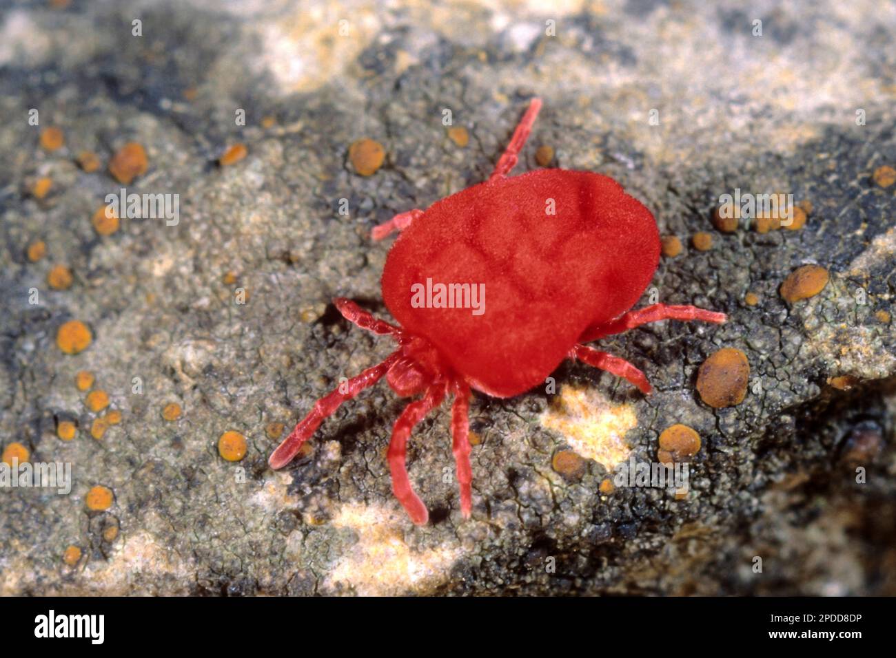 velvet mite (Trombidium holosericeum), top view, Germany Stock Photo ...