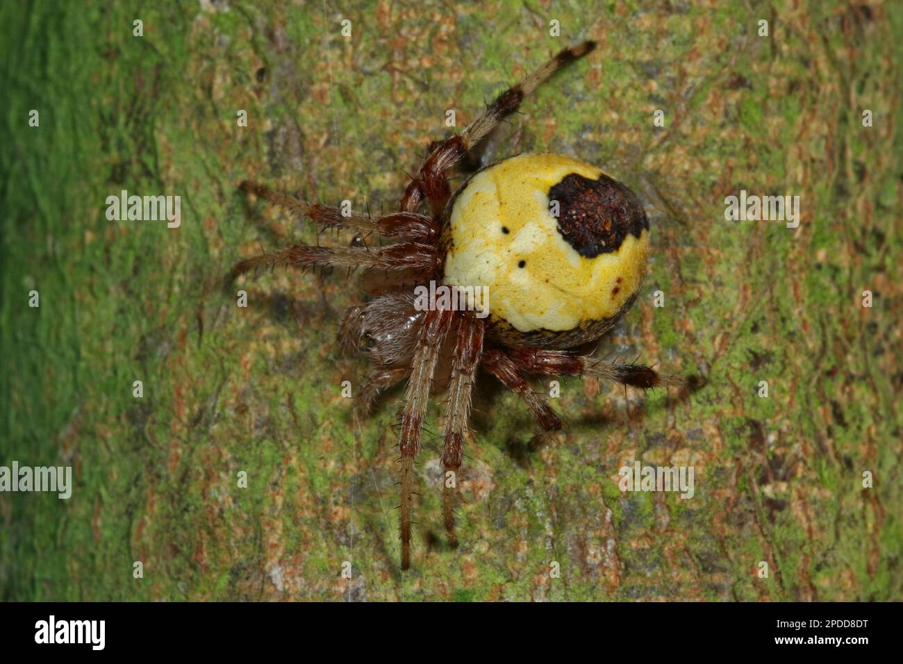 marbled orbweaver, marbled spider (Araneus marmoreus f. pyramidata ...