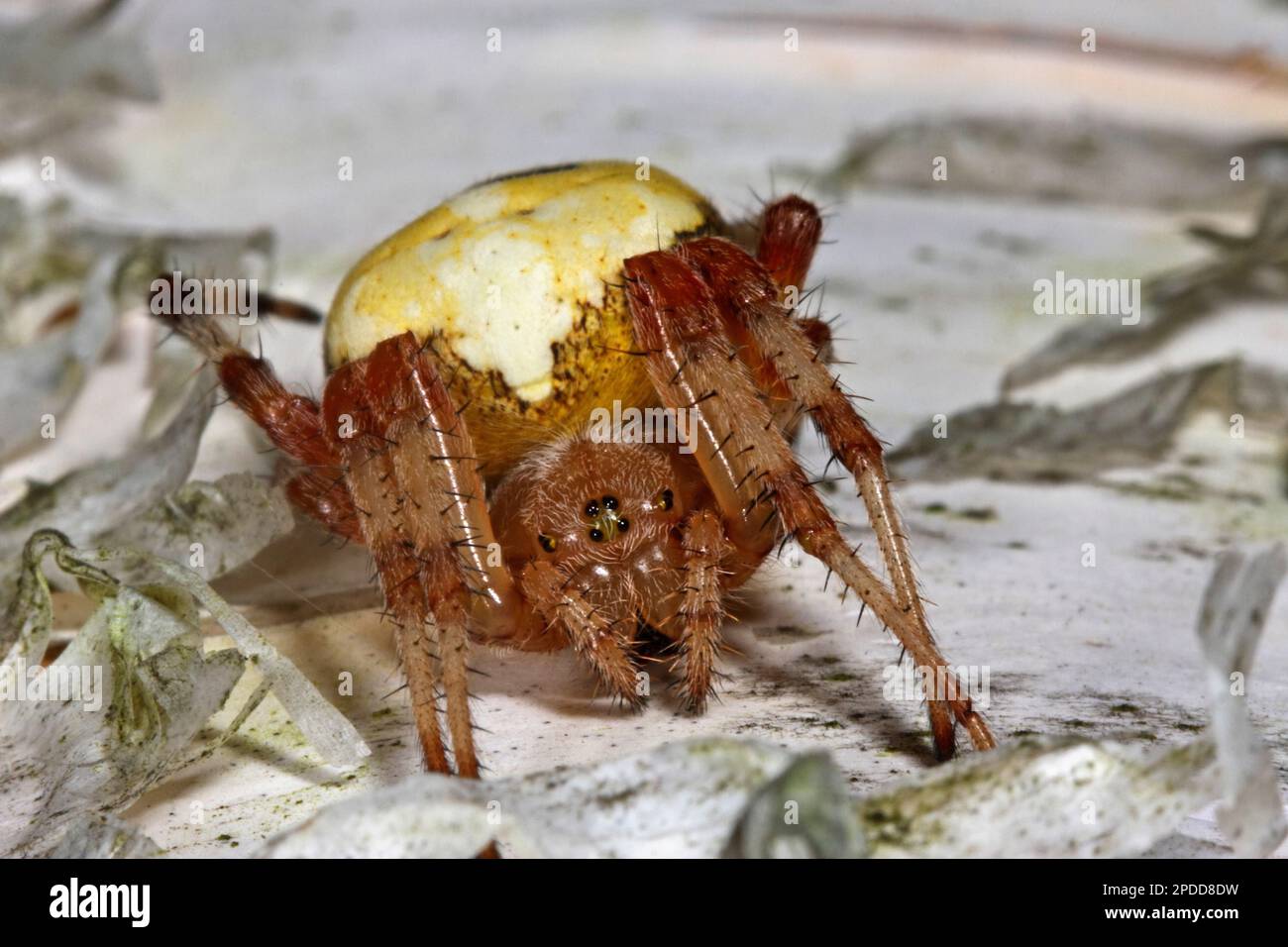 marbled orbweaver, marbled spider (Araneus marmoreus f. pyramidata ...