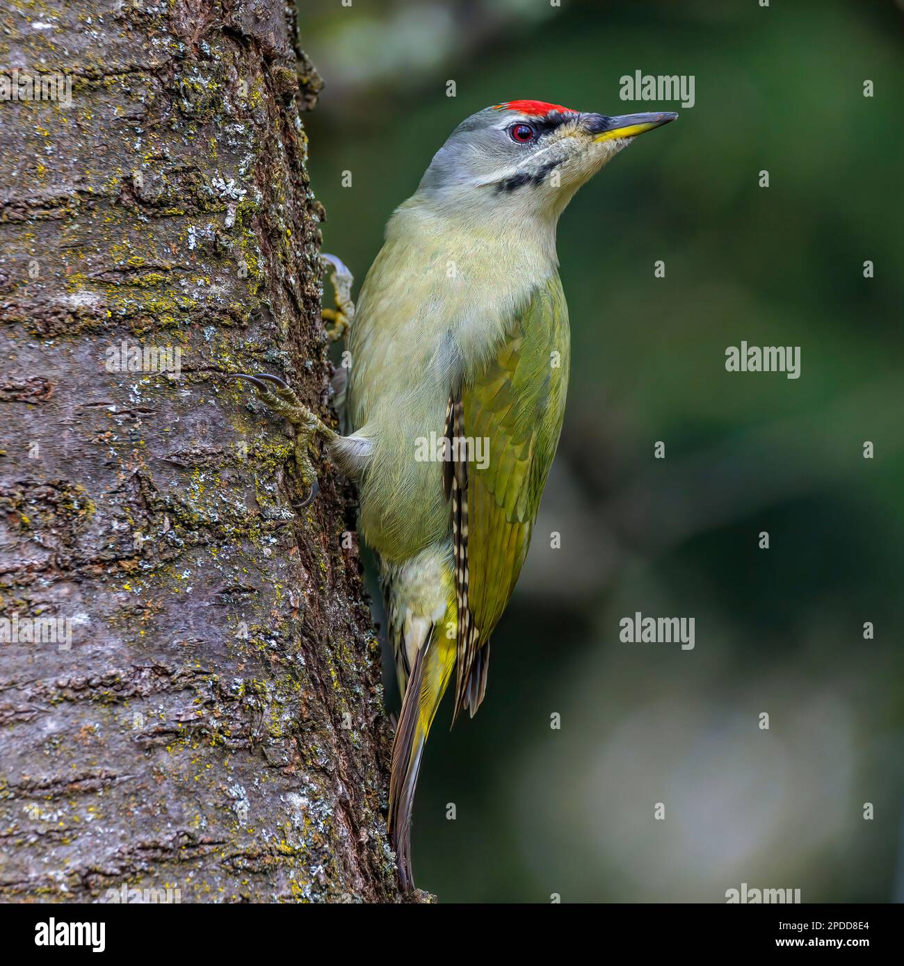 grey-faced woodpecker (Picus canus), male at a trunk, Germany, Baden ...