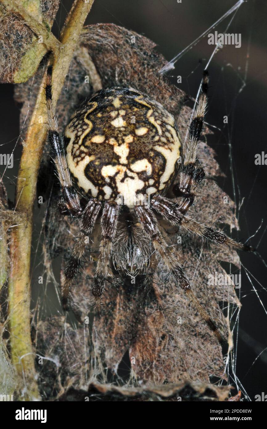 marbled orbweaver, marbled spider (Araneus marmoreus), top view ...