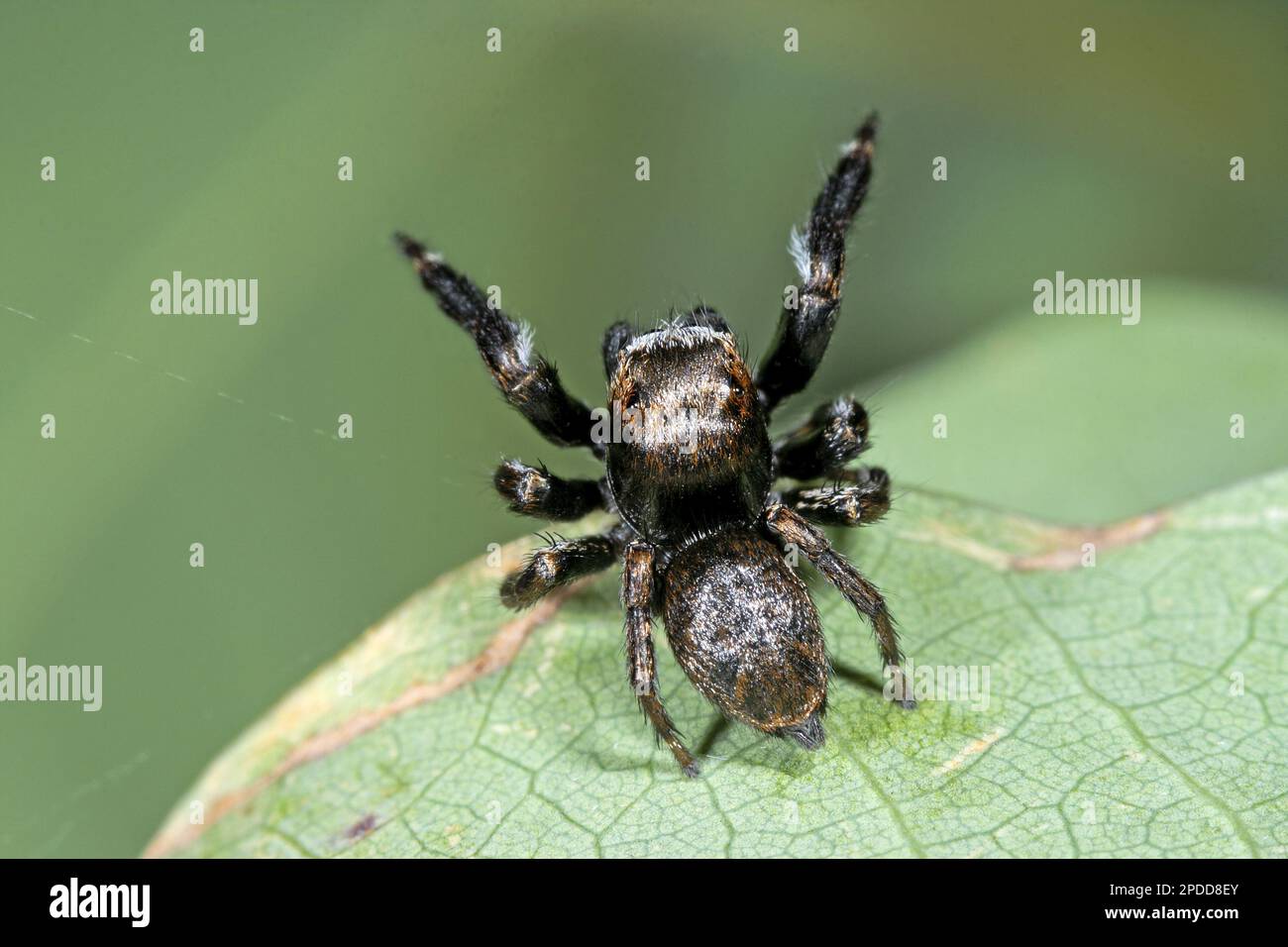 Jumping spider (Evarcha arcuata, Evarcha marcgravi), male, threatening ...