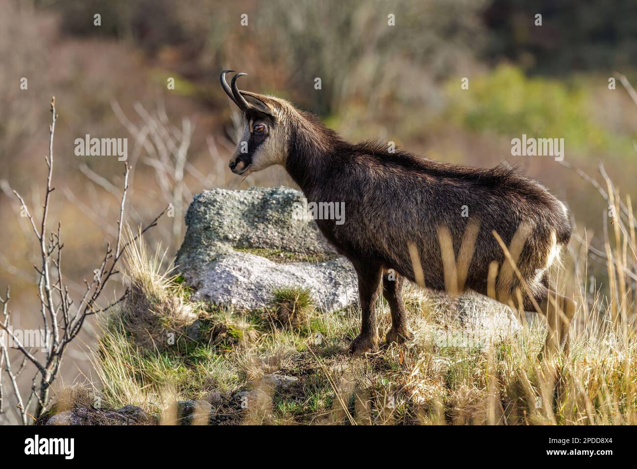 chamois (Rupicapra rupicapra), goat standing on a rock spur, side view ...