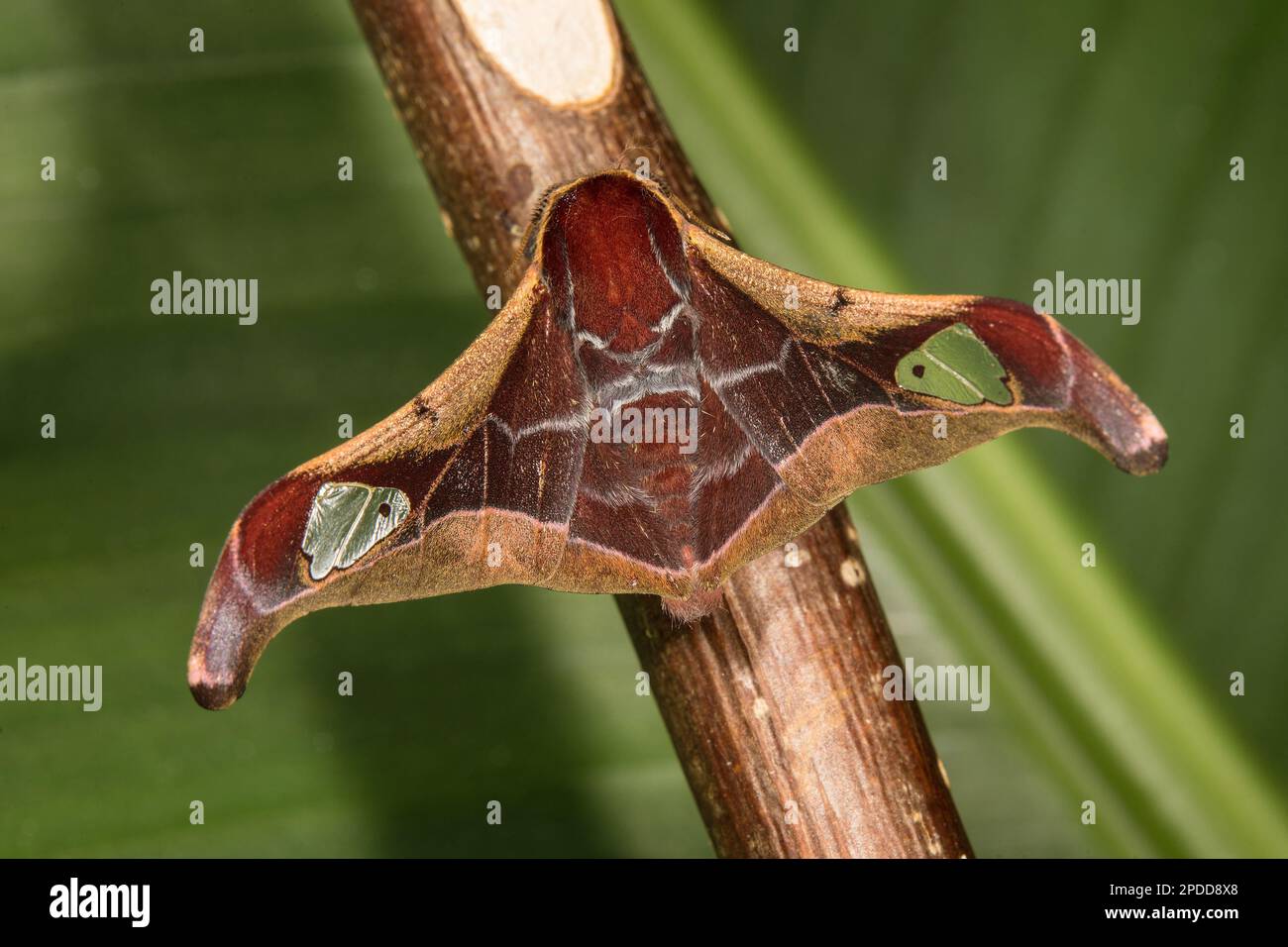 Angulate Batwing (Holocerina angulata, Holocerina guineensis), sitting ...