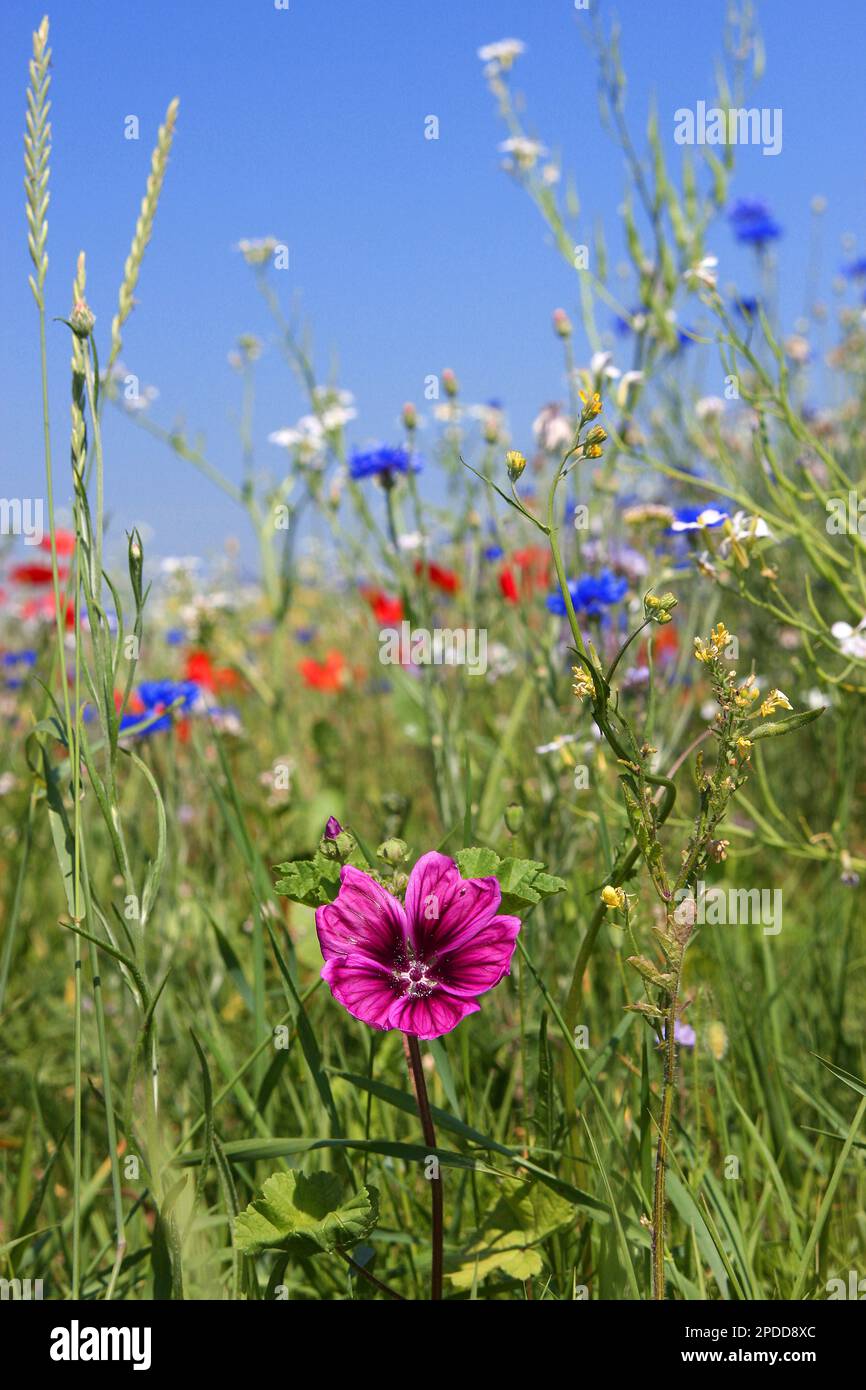 colourful flower mix of annual flowers, so called summer meadow Stock ...