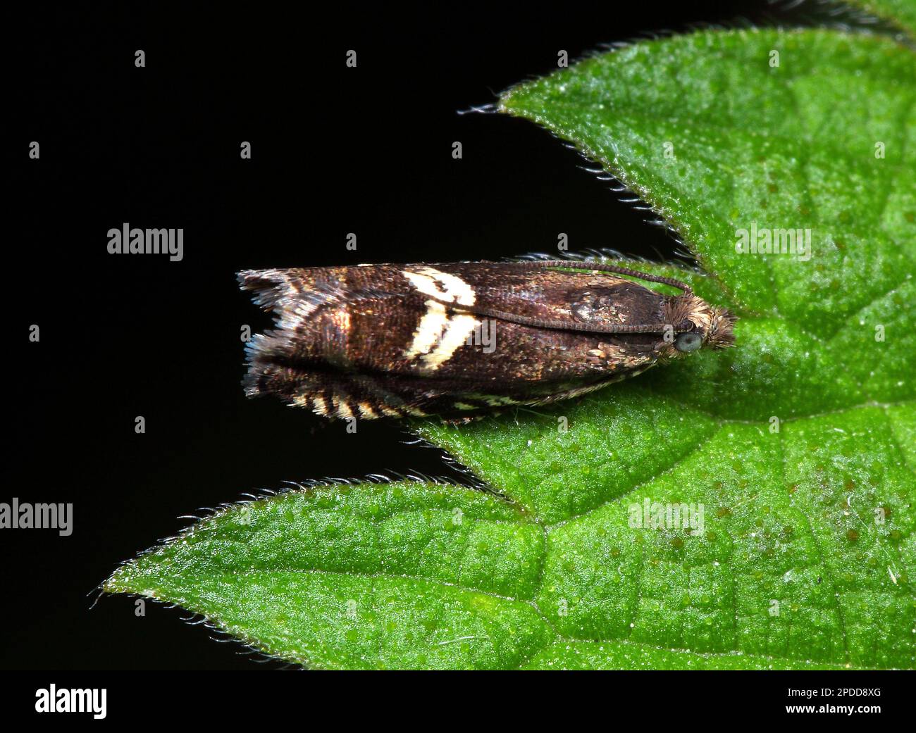 Tortrix moth (Grapholita coronillana, Grapholita moldovana), sitting on ...