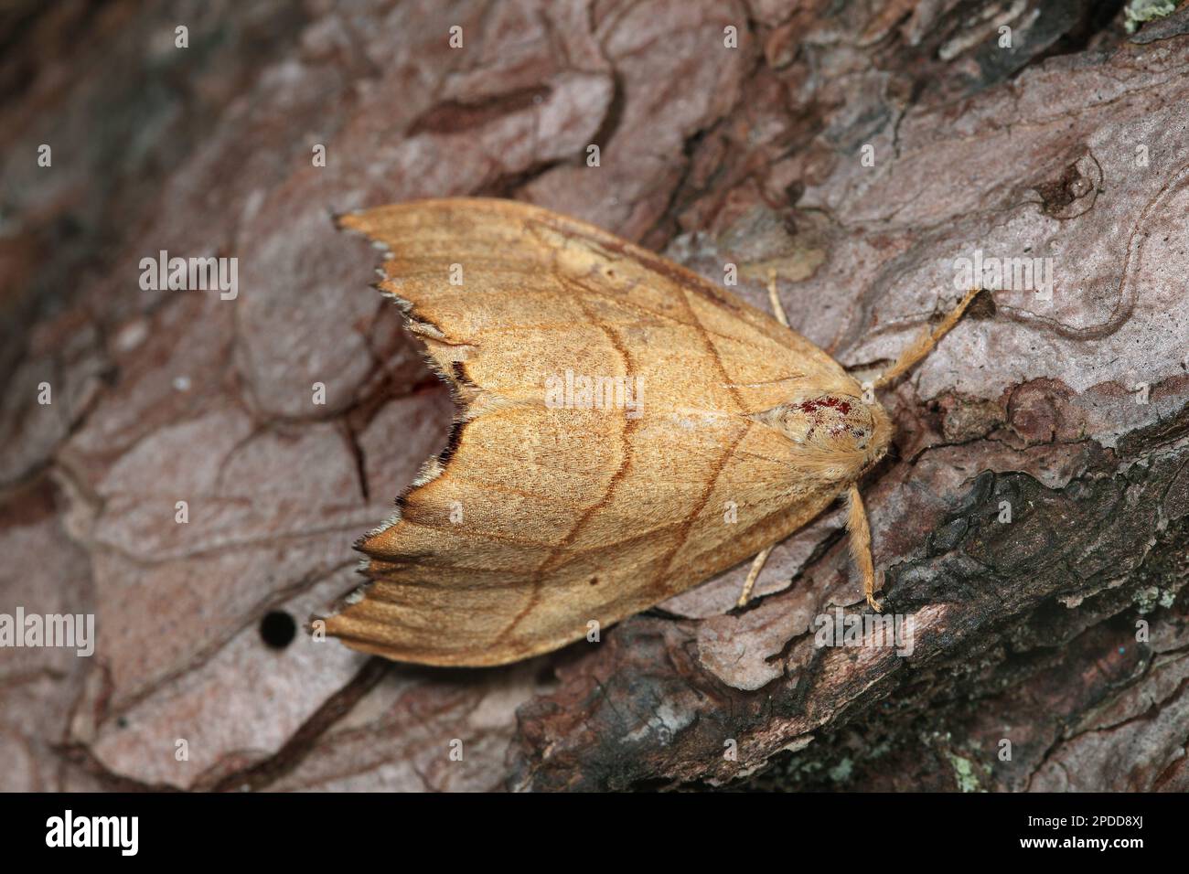 Scalloped hook-tip (Falcaria lacertinaria, Drepana lacertinaria ...
