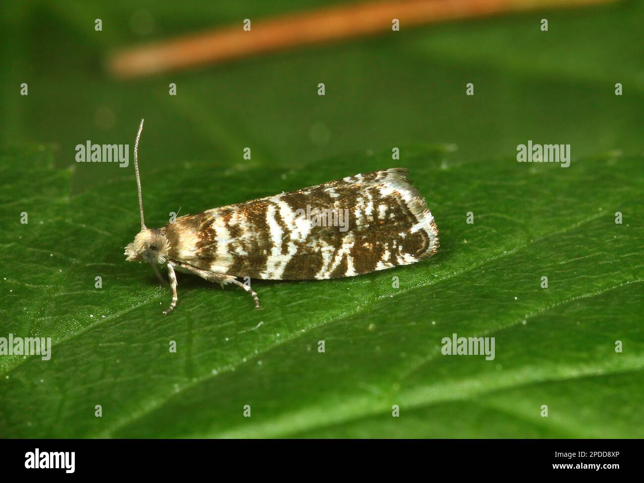 streaked pine bell, cone moth (Epiblema tedella, Epinotia tedella ...