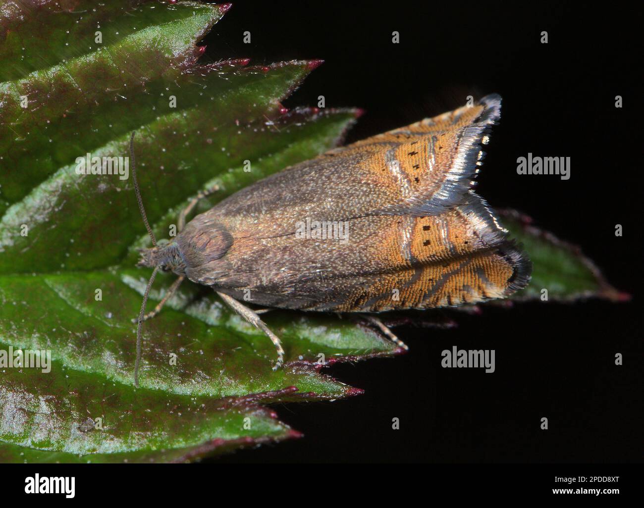 Tortrix moth (Grapholita gemmiferana), sitting on a leaf, dorsal view ...