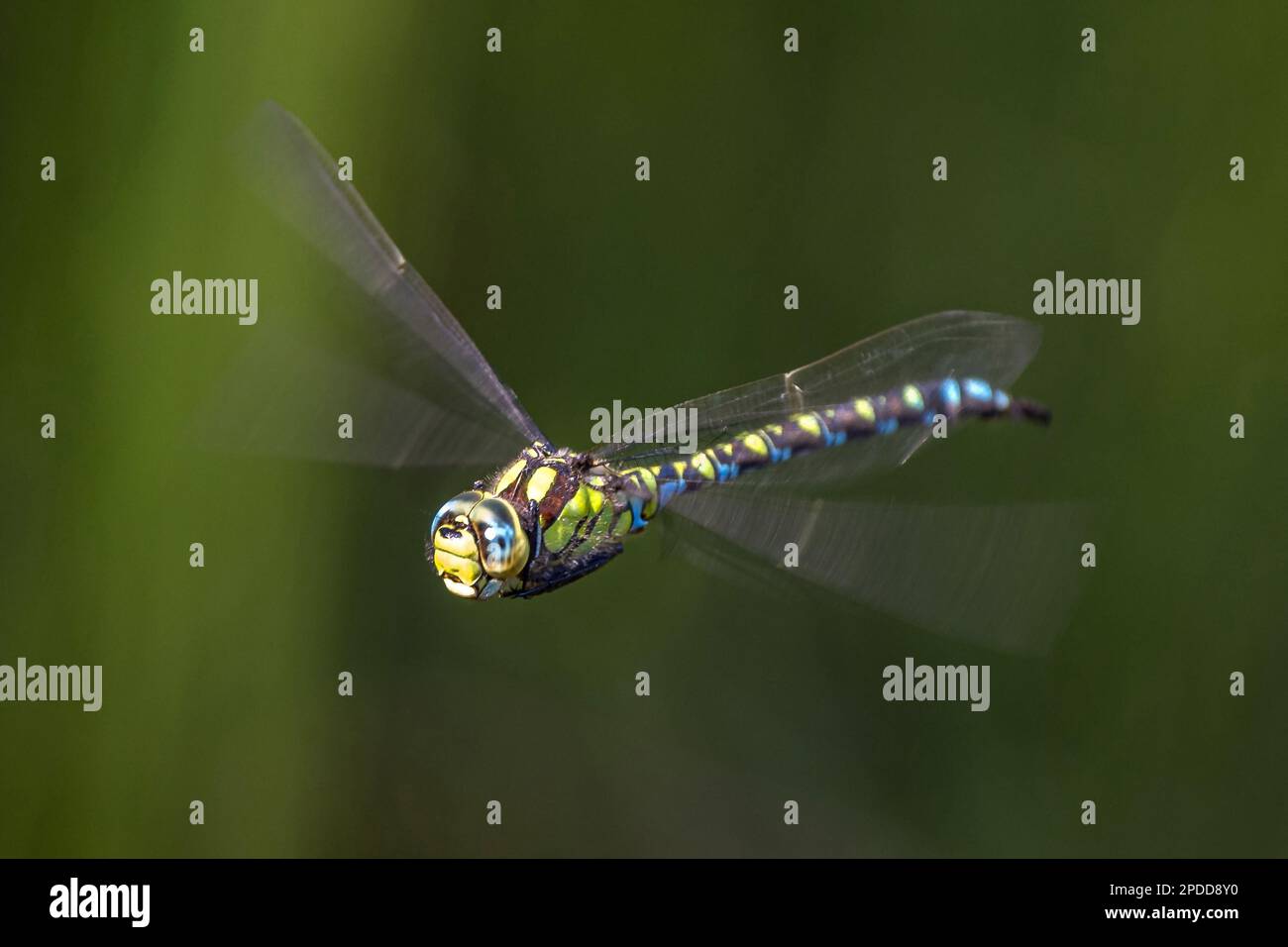 blue-green darner, southern aeshna, southern hawker (Aeshna cyanea ...