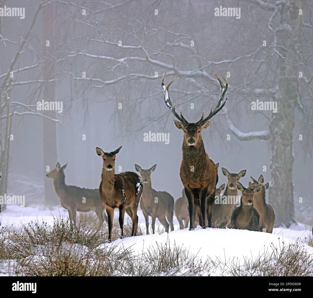 red deer (Cervus elaphus), herd of red deer in fog and snow in a forest ...