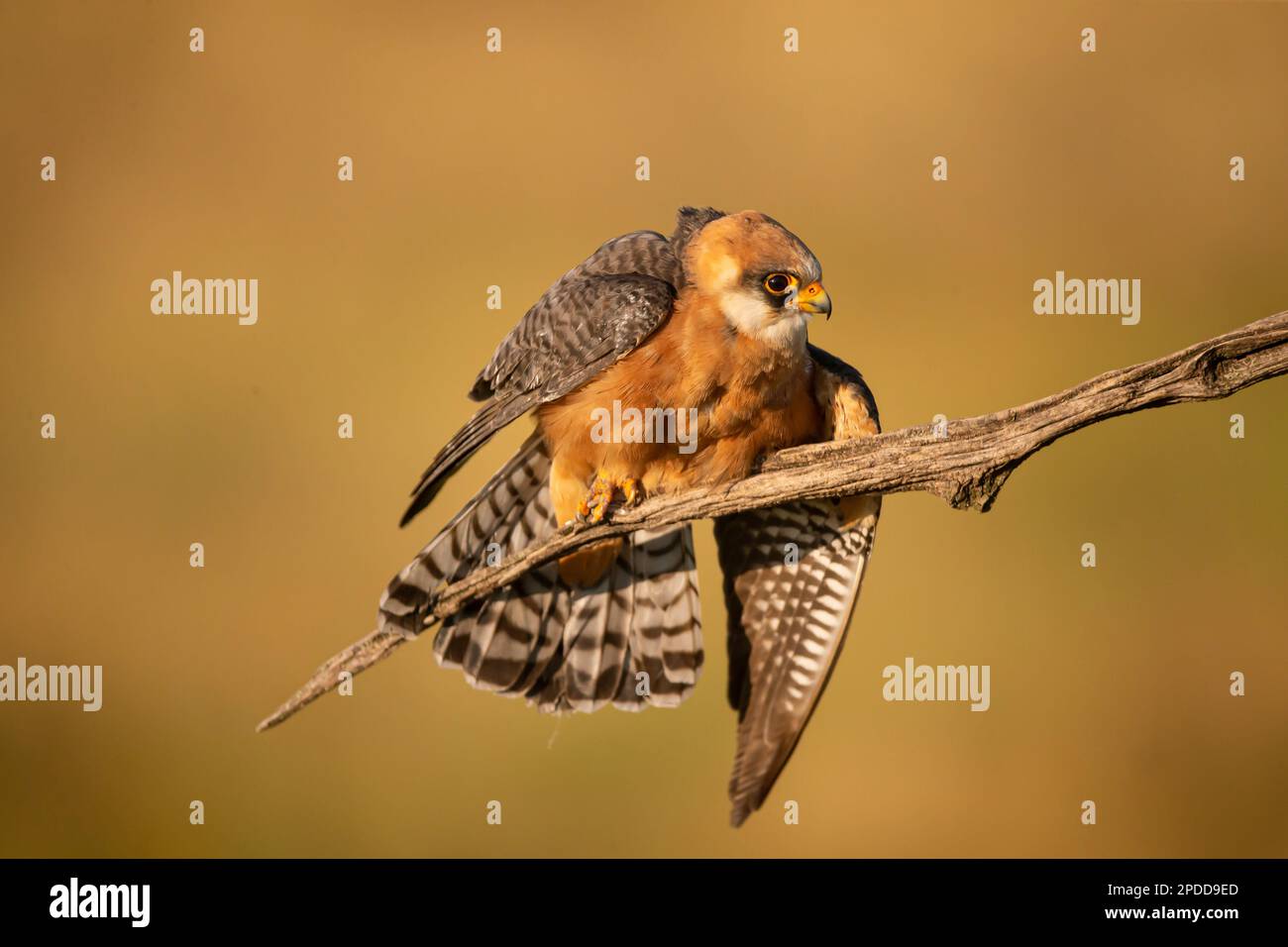 western red-footed falcon (Falco vespertinus), female on a branch ...