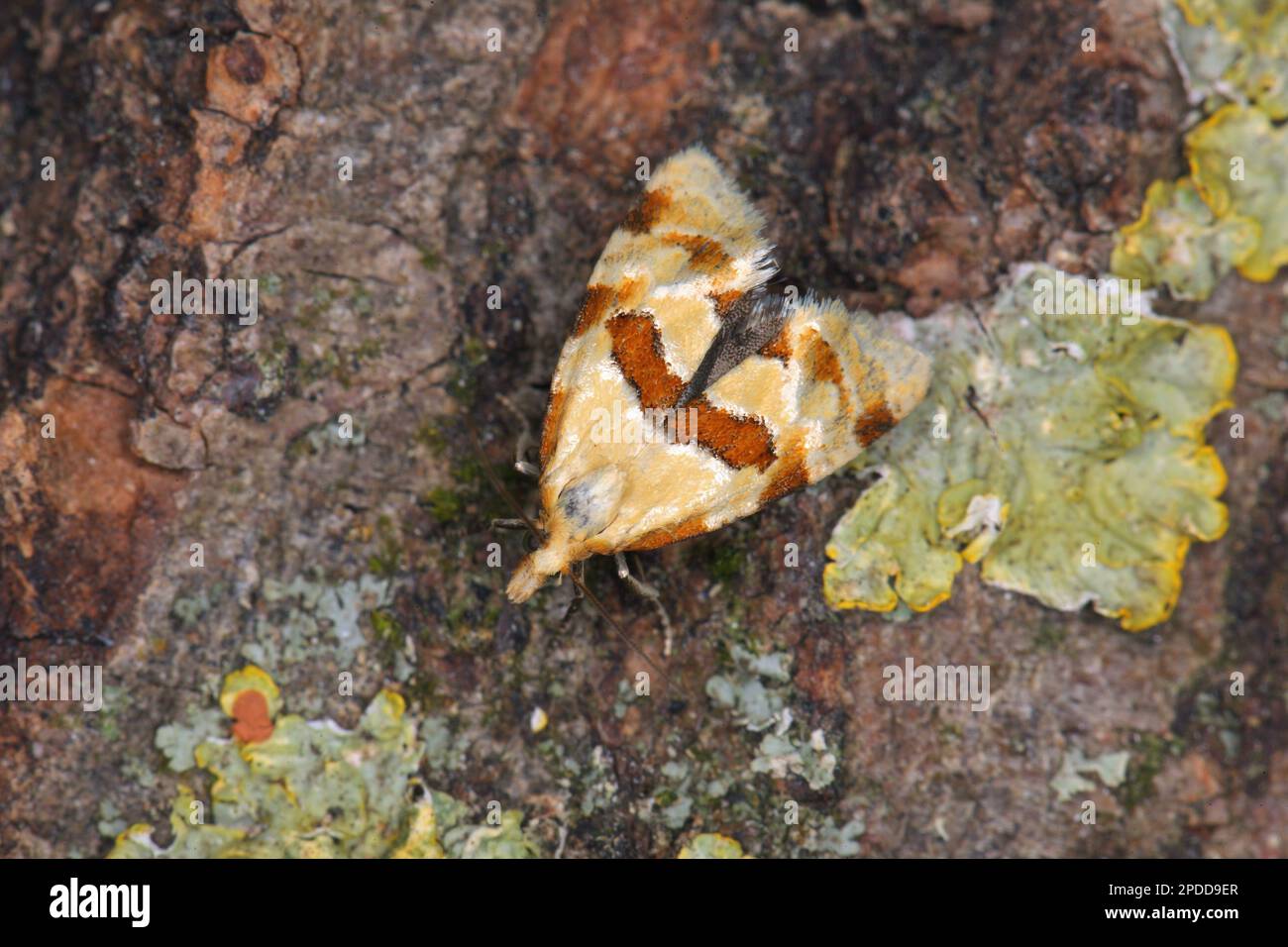 Tortrix moth (Aethes cnicana), sitting on lichened bark, dorsal view ...