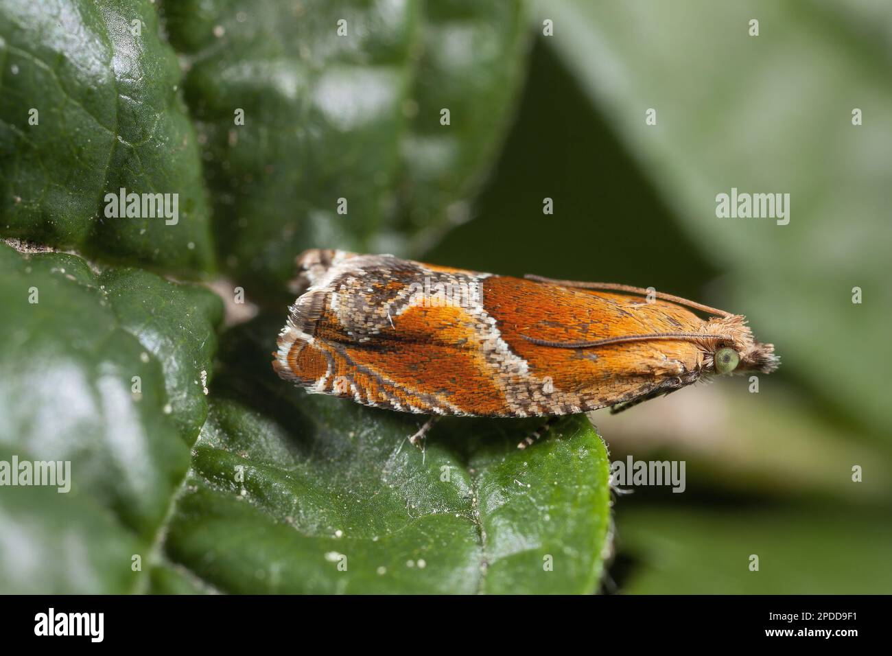 Tortrix moth (Ancylis obtusana), sitting on a leaf, side view, Germany ...