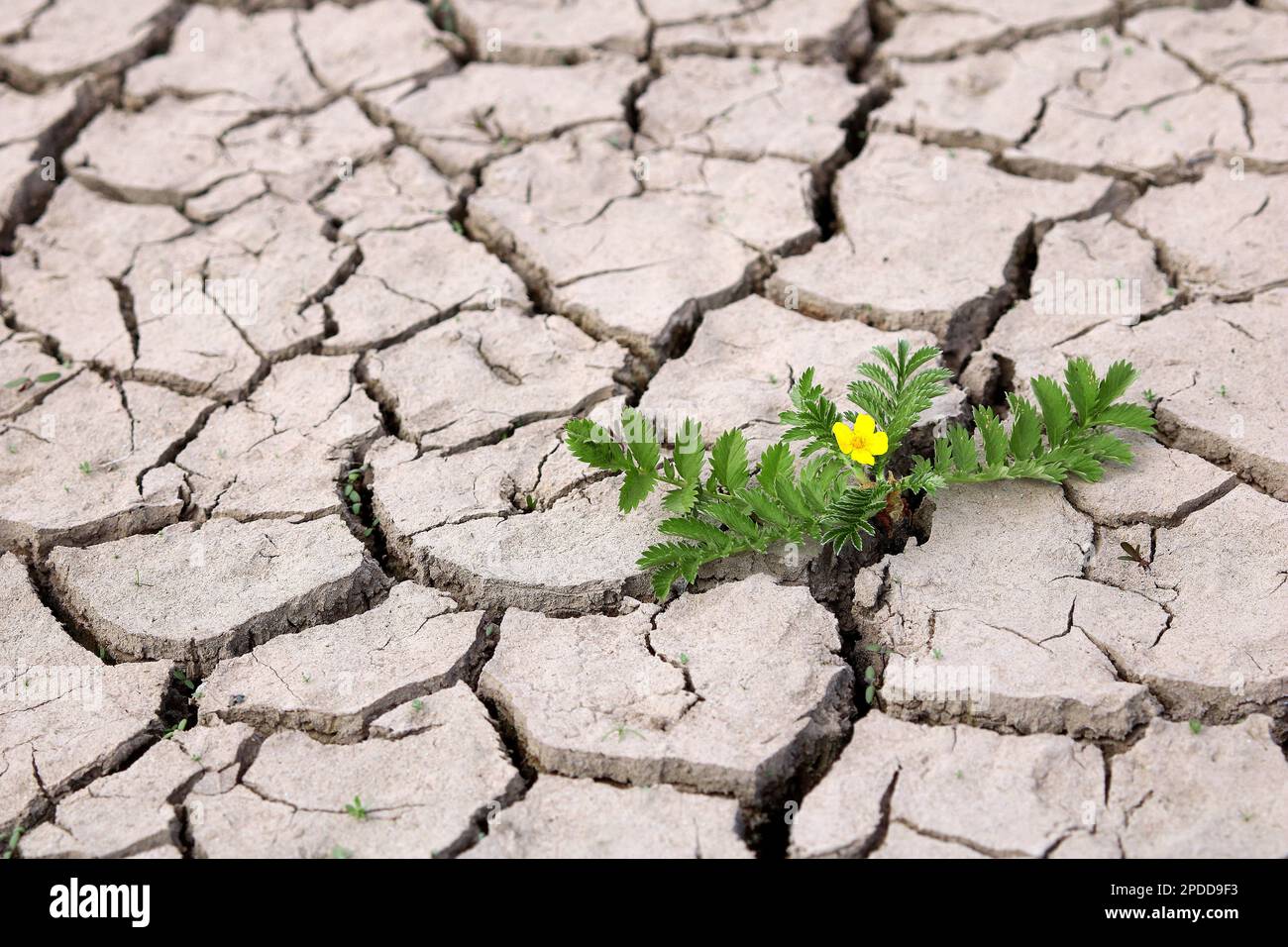 silver weed, silverweed cinquefoil (Potentilla anserina), blooming ...