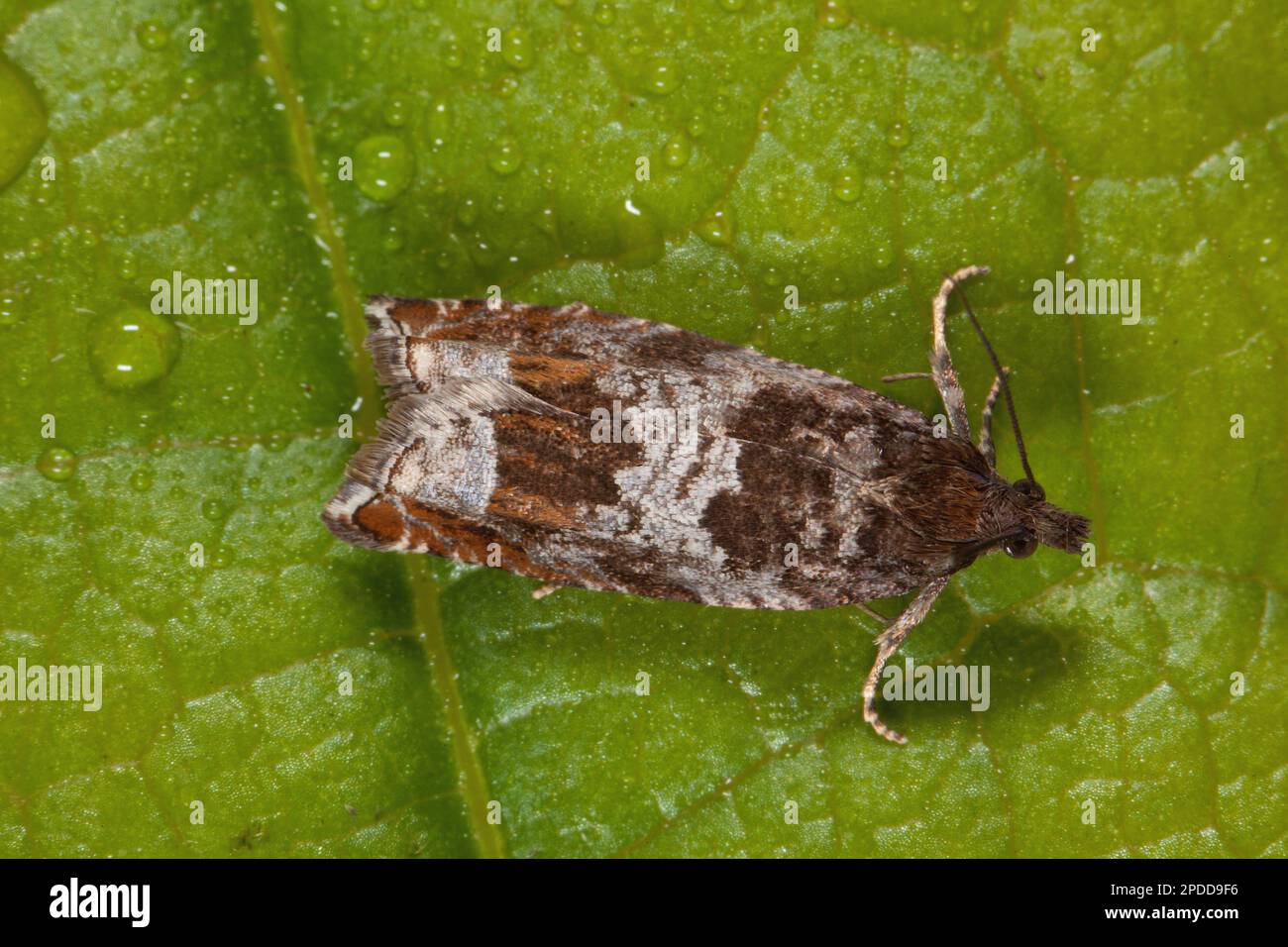 Tortrix moth (Ancylis achatana), sitting on a leaf, dorsal view ...