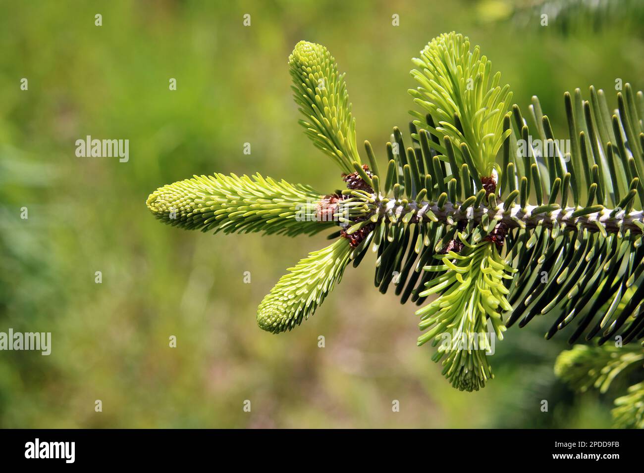 Tops of firs hi-res stock photography and images - Alamy