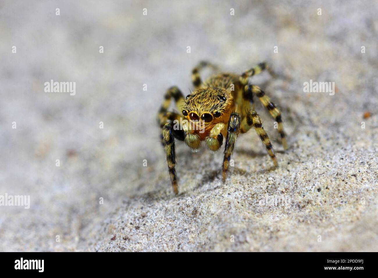 Jumping spider (Talavera aequipes, Euophrys aequipes), front view ...