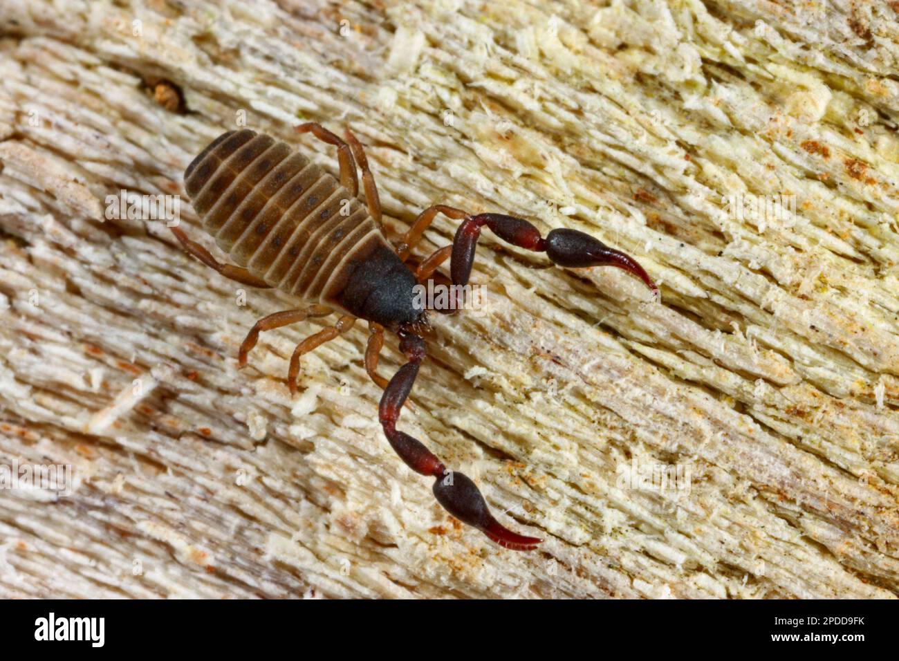 Marram Grass Chelifer (Dactylochelifer latreillii, Chelifer latreillii ...