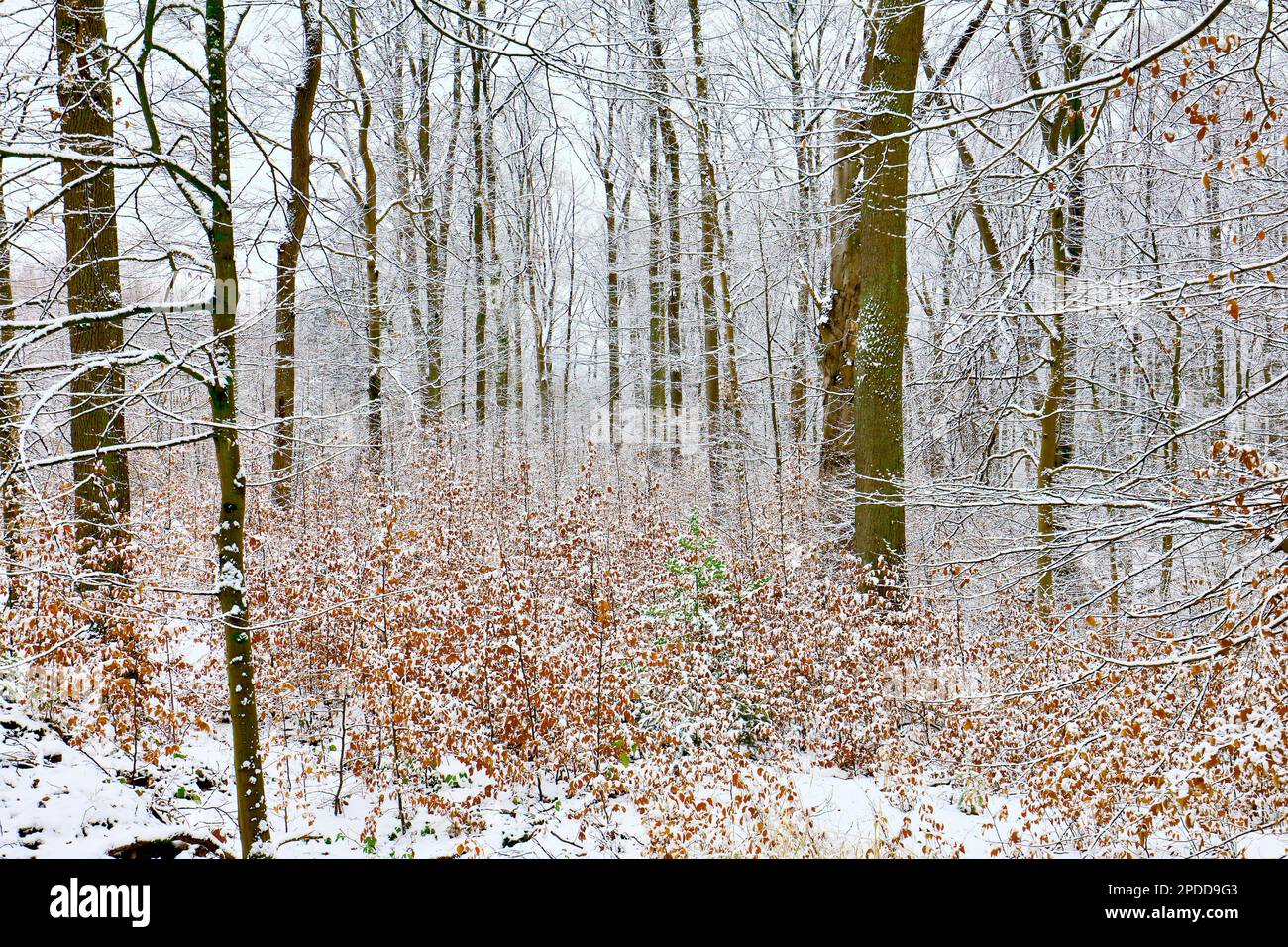deciduous forest in winter, Germany, North Rhine-Westphalia Stock Photo ...
