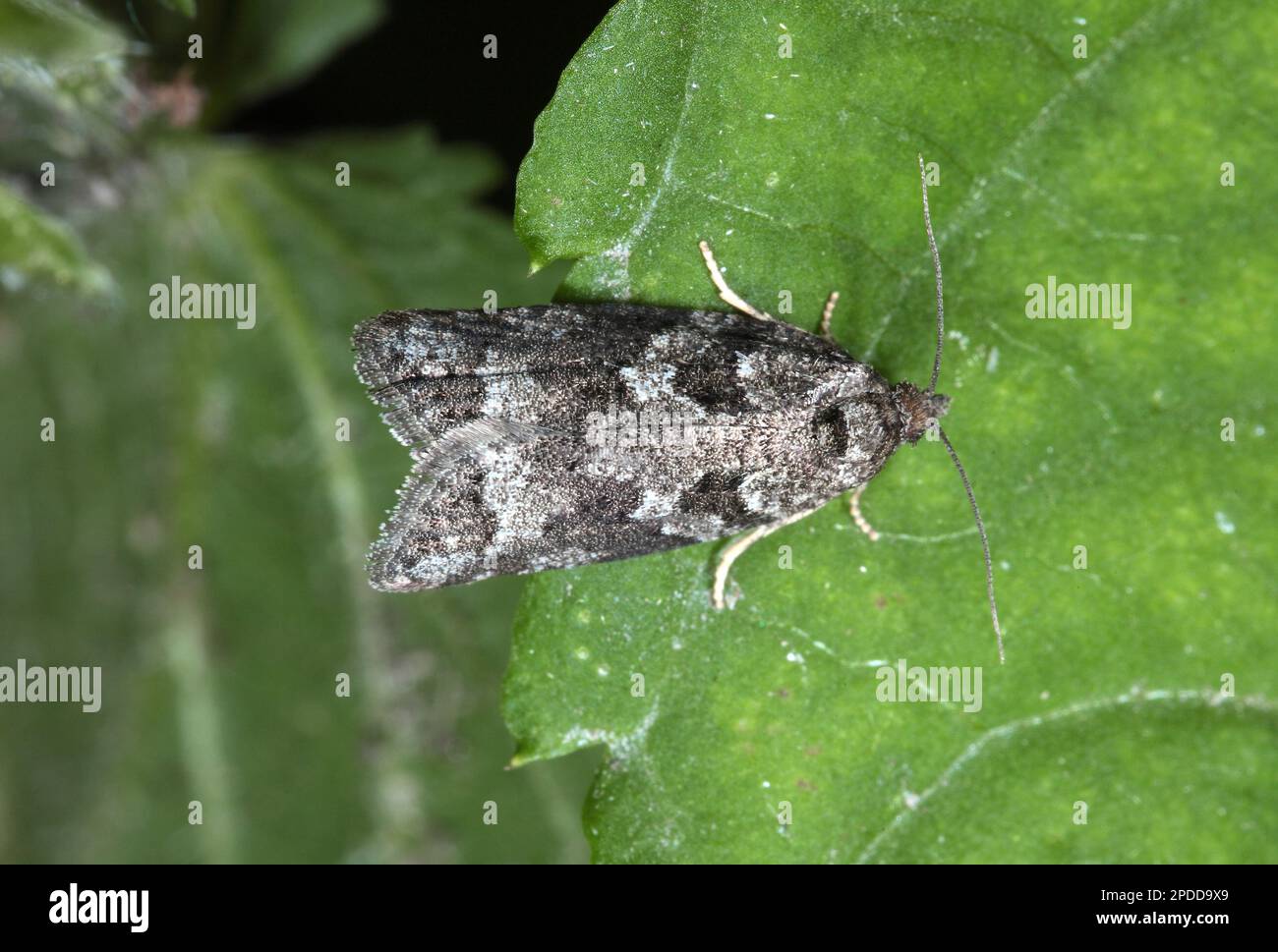 Tortrix moth (Eana incanana), sitting on a leaf, dorsal view, Germany ...