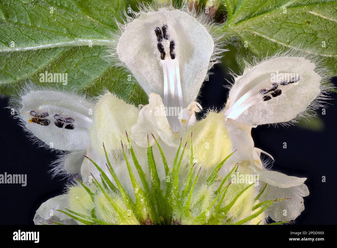 Stamine hi-res stock photography and images - Alamy