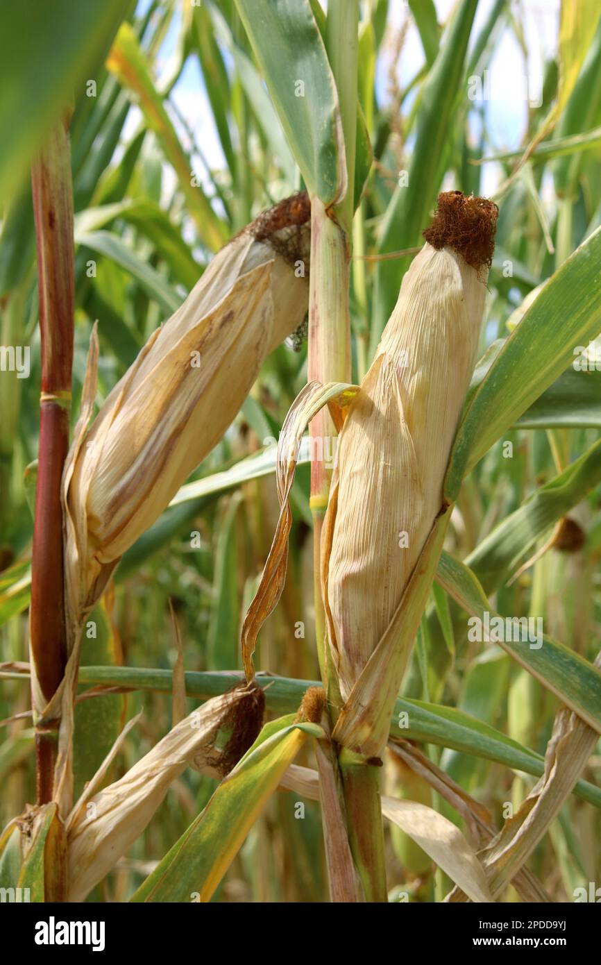 Indian corn, maize (Zea mays), mature maize-cobs on a field, Germany ...