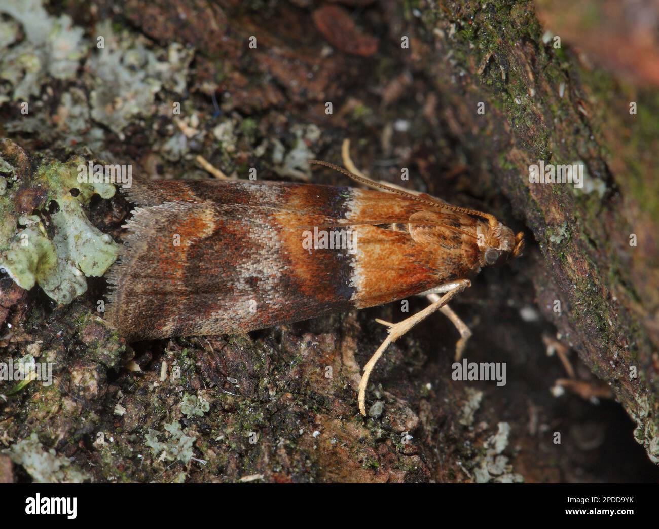 snout moth (Acrobasis repandana), sitting at bark Stock Photo - Alamy