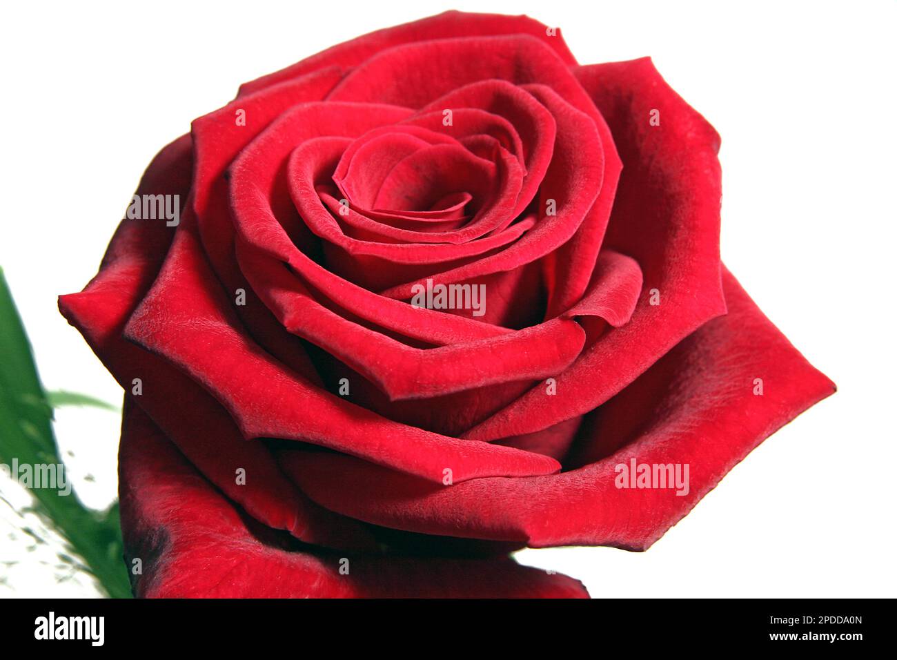 ornamental rose (Rosa spec.), red rose, cutout Stock Photo - Alamy