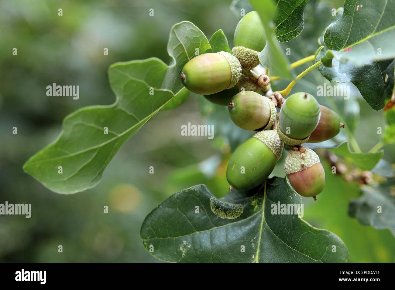 Sessile oak (Quercus petraea, Quercus sessilis), acorn on a branch ...