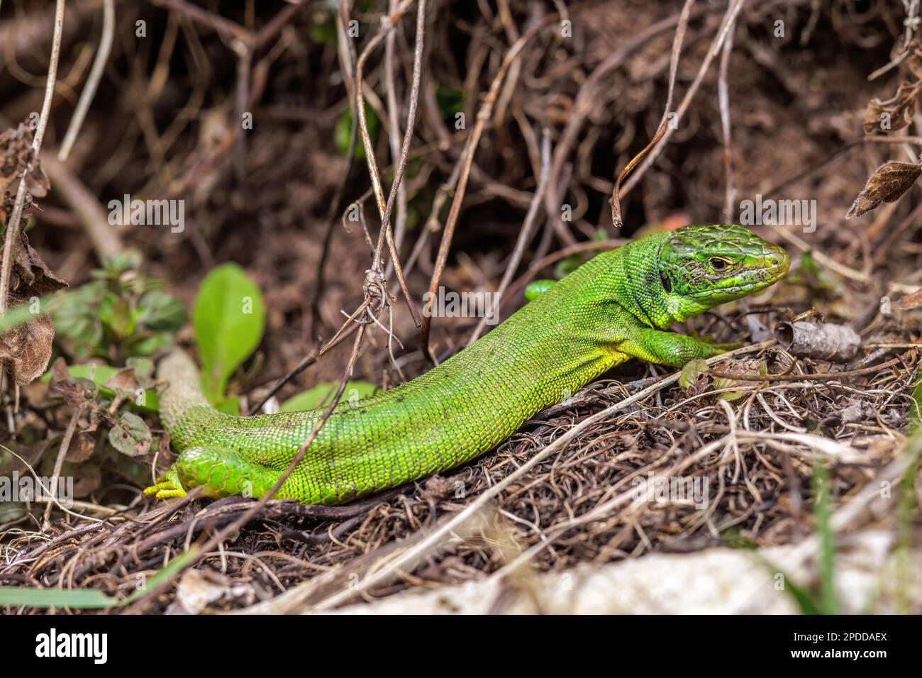 Western Green Lizard, European Green Lizard (Lacerta bilineata, Lacerta ...