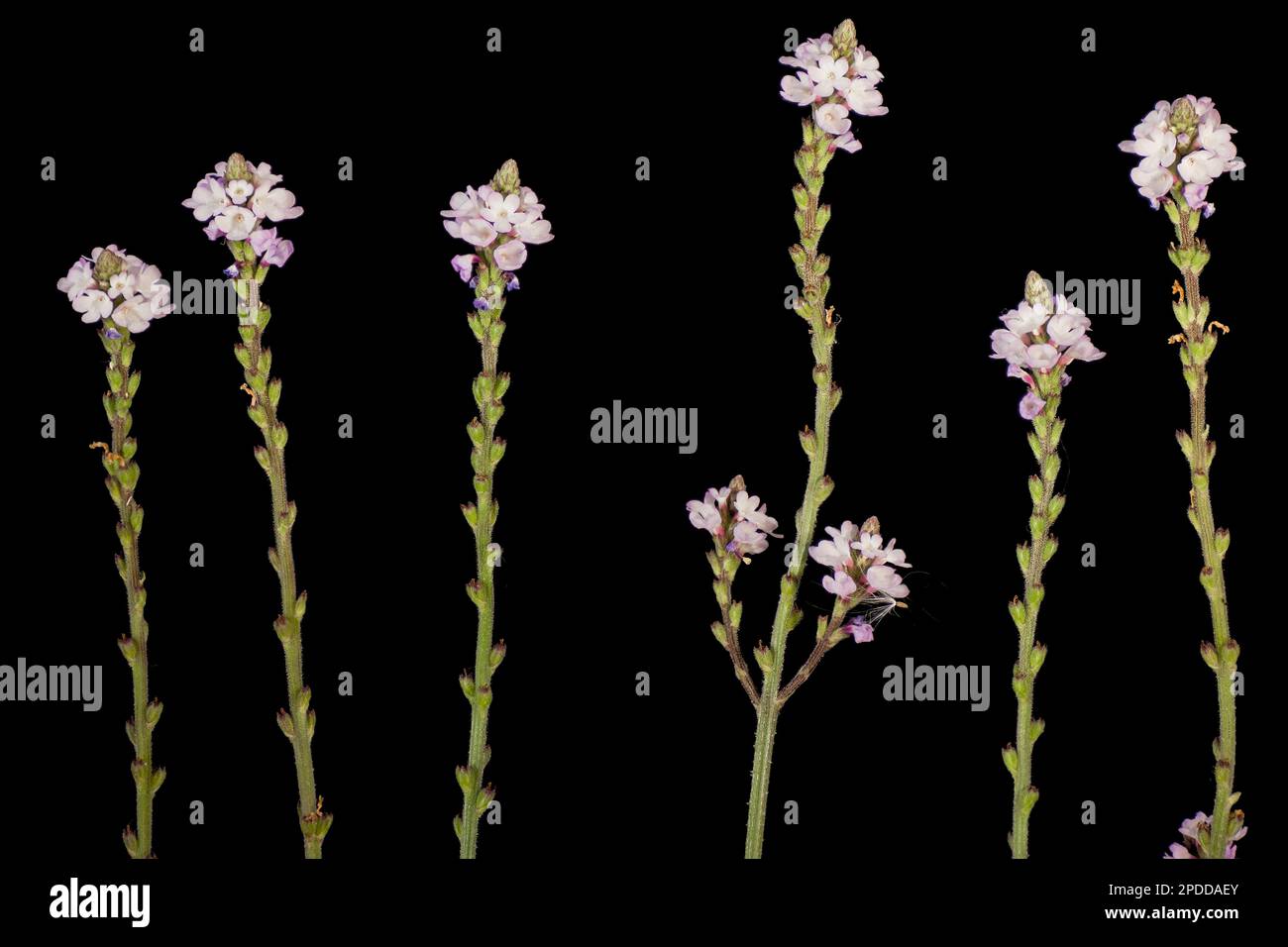 European vervain, Turkey Grass, Simpler's Joy (Verbena officinalis ...