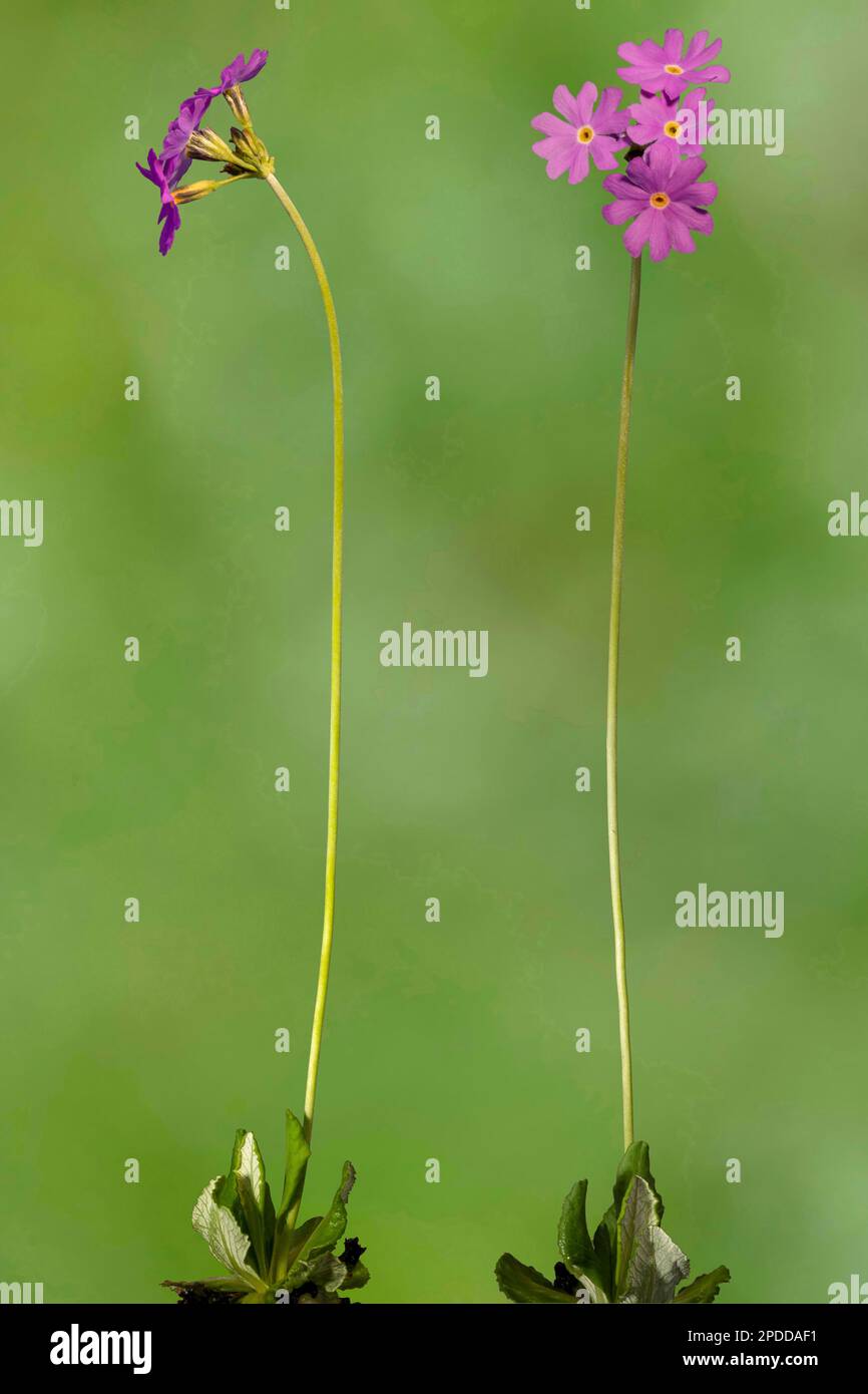 bird's-eye primrose (Primula farinosa), blooming, Austria, Tyrol Stock ...