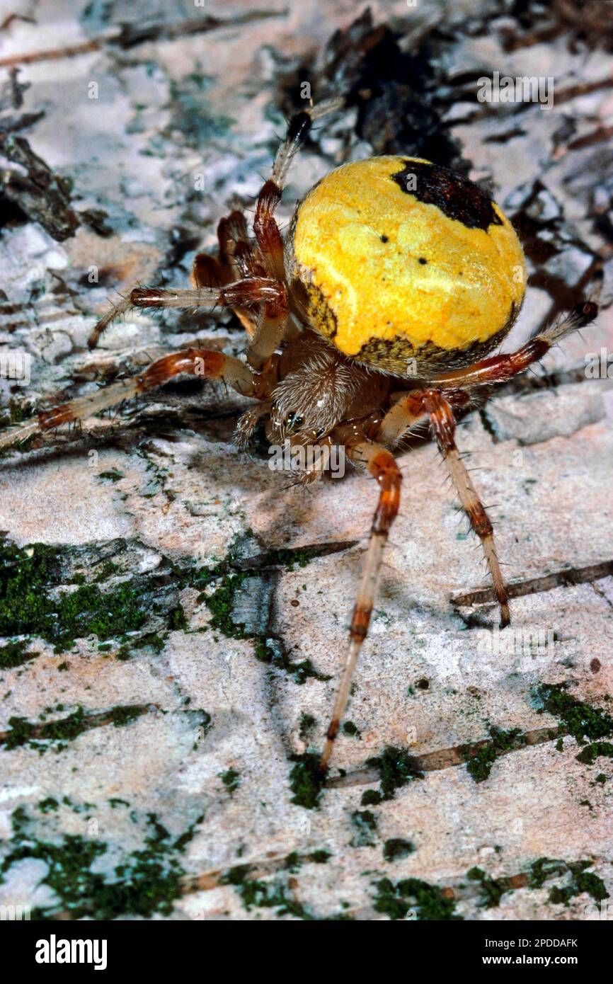 marbled orbweaver, marbled spider (Araneus marmoreus f. pyramidata ...